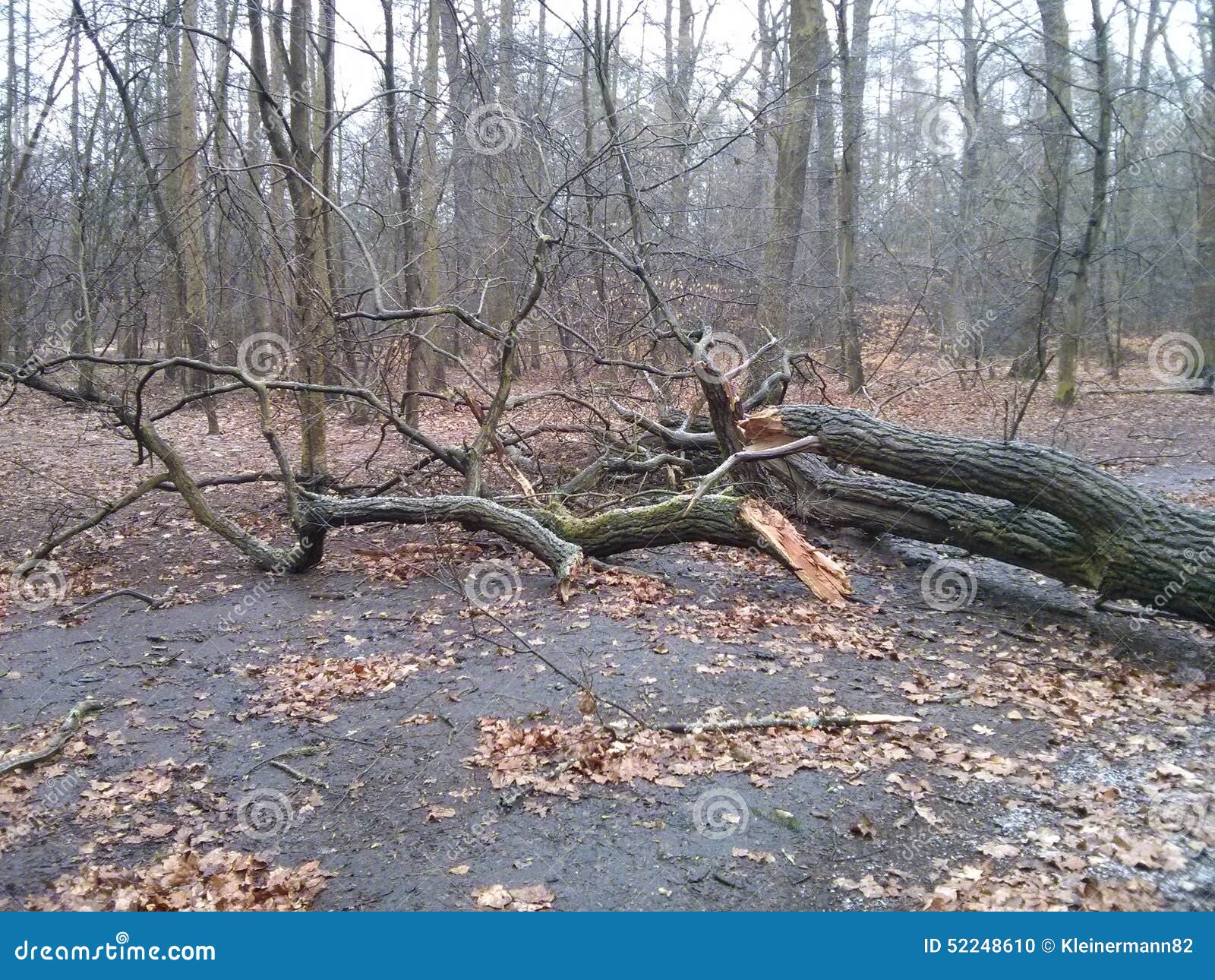 Destroyed tree stock photo. Image of broken, trunk, tree - 52248610