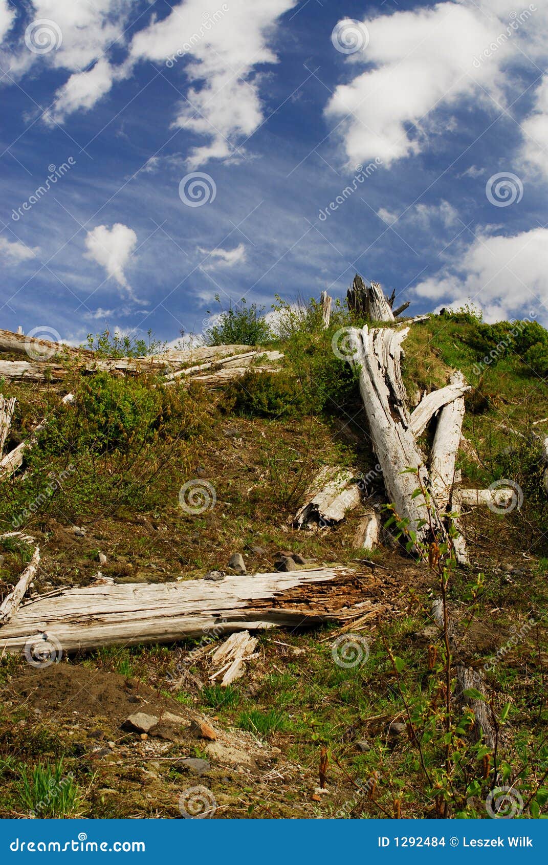 Destroyed Trees Picture. Image: 1292484