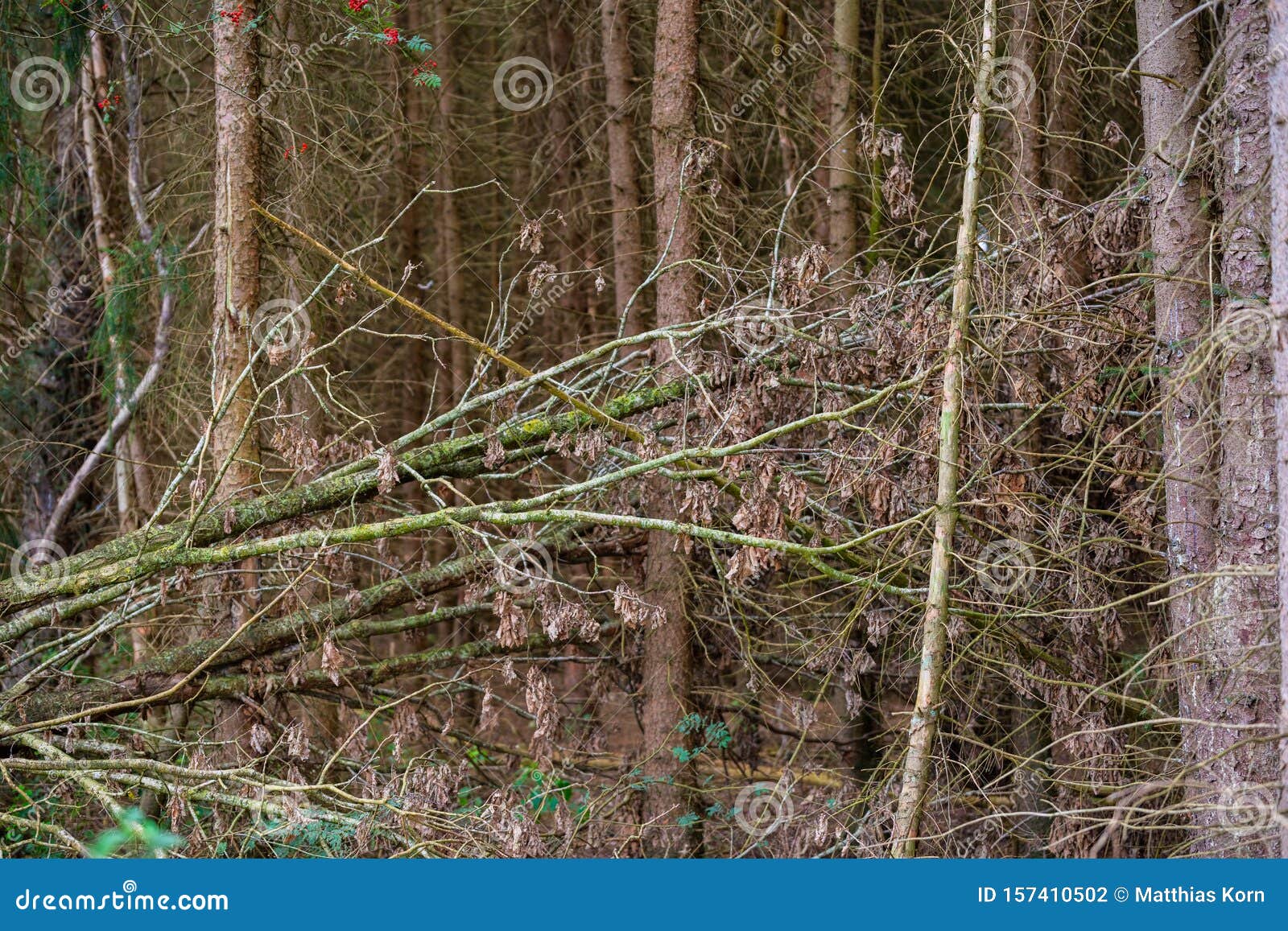 Destroyed Trees after a Storm Line the Path through Nature Stock Photo ...
