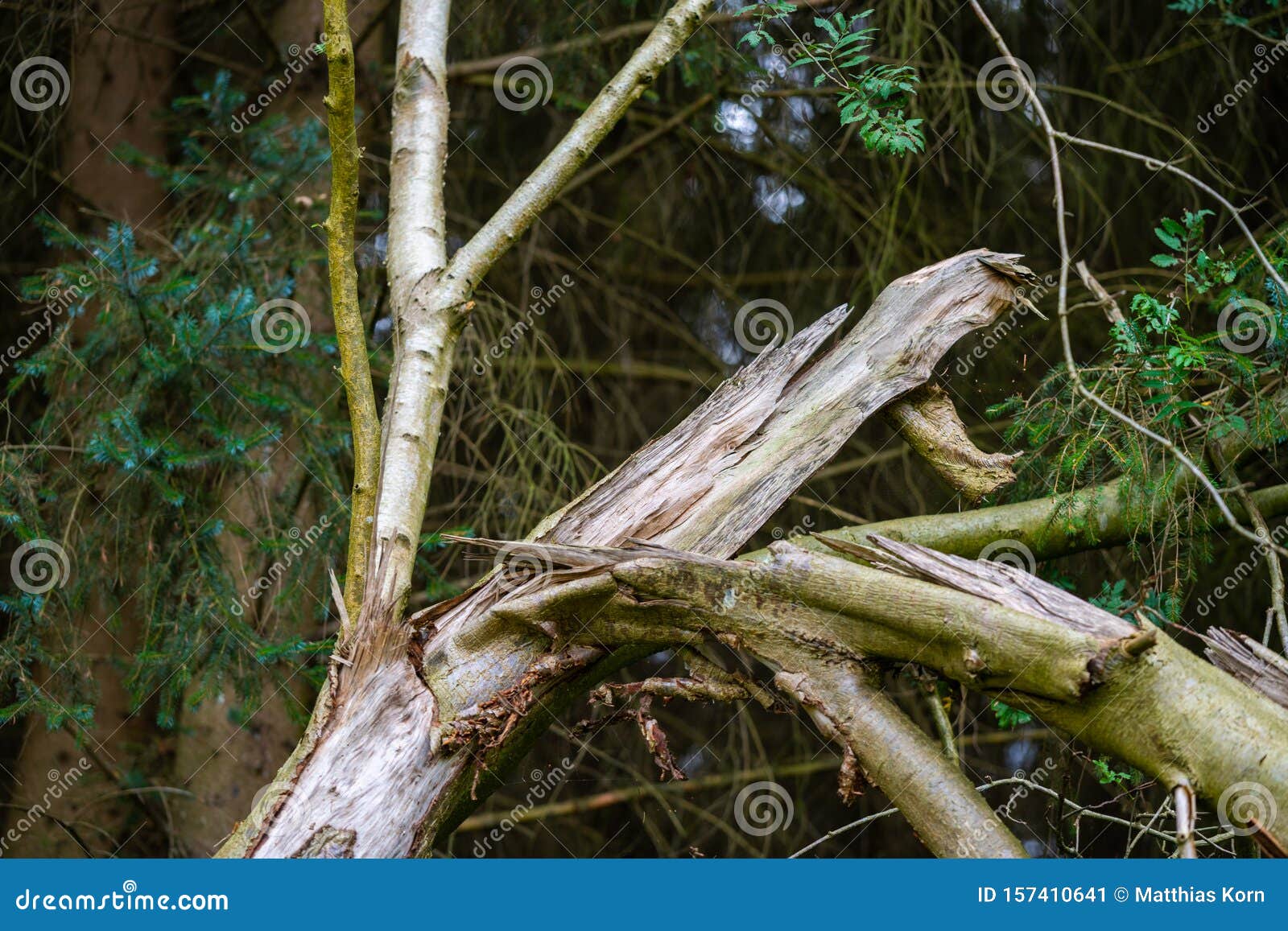 Destroyed Trees after a Storm Line the Path through Nature Stock Image ...