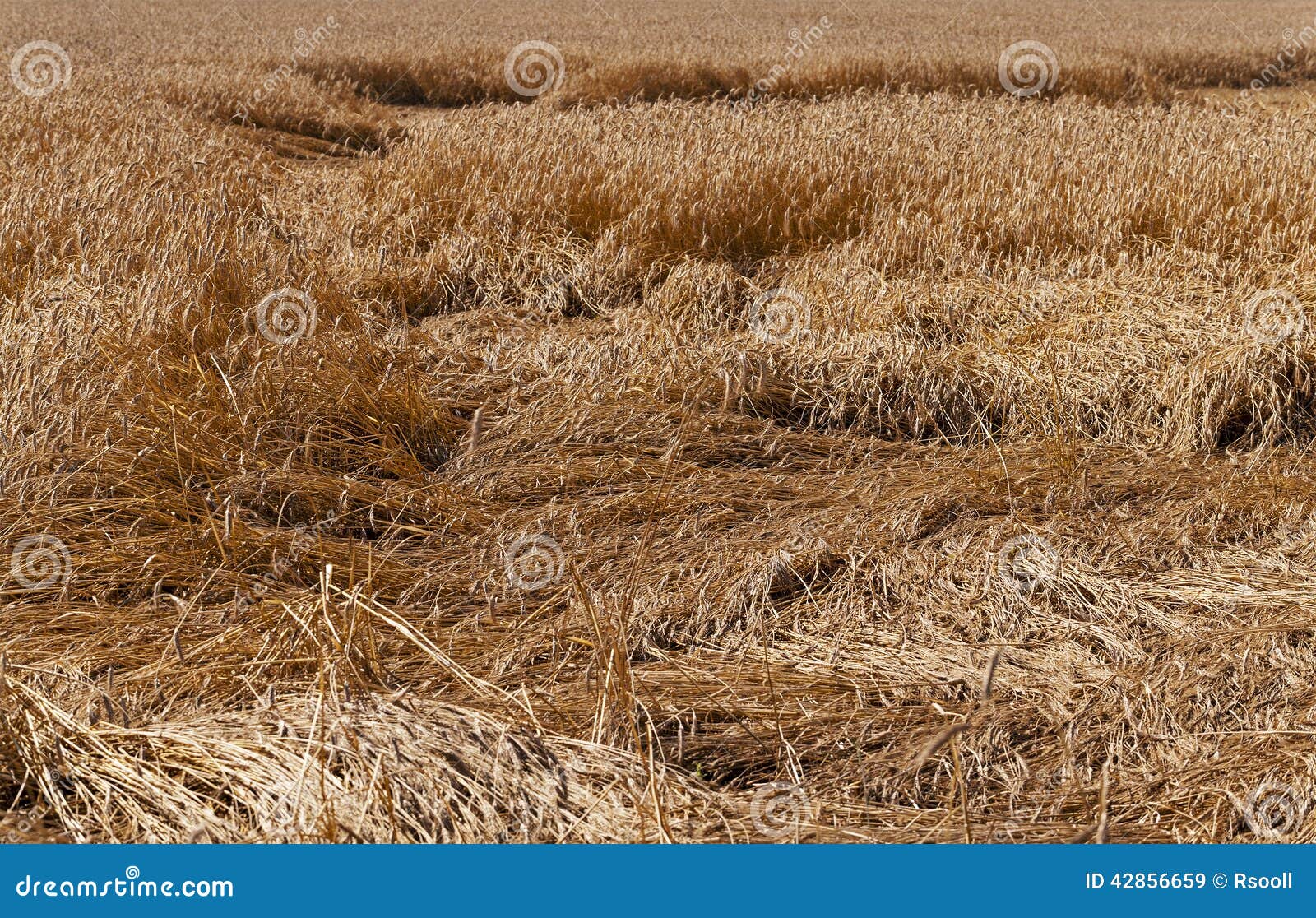 Destroyed wheat stock image. Image of cereal, nature - 42856659