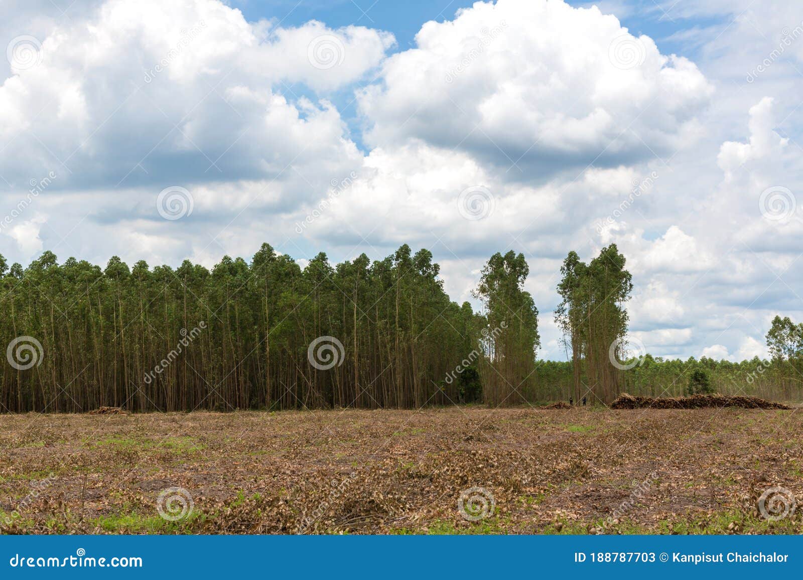Destroying the Environment. Area of Illegal Deforestation of Vegetation ...