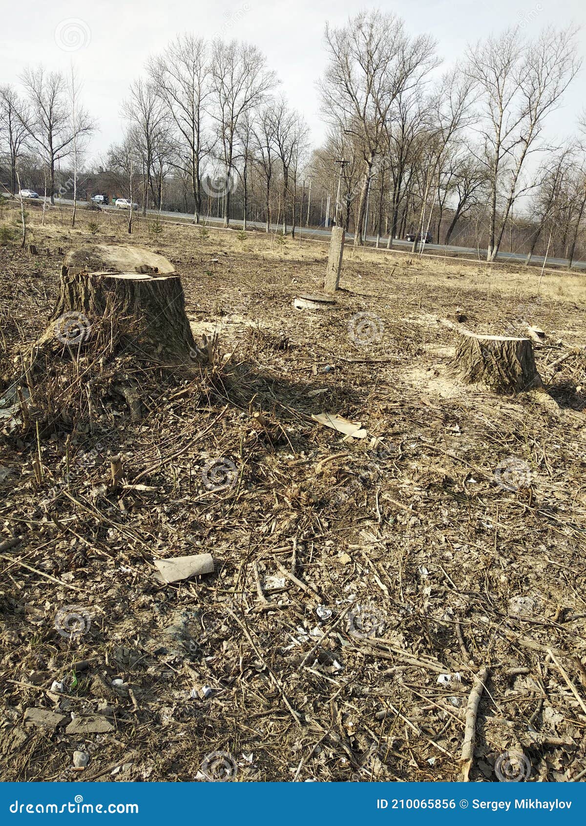 Destroying Trees for the Sake of Progress. Stock Photo - Image of ...