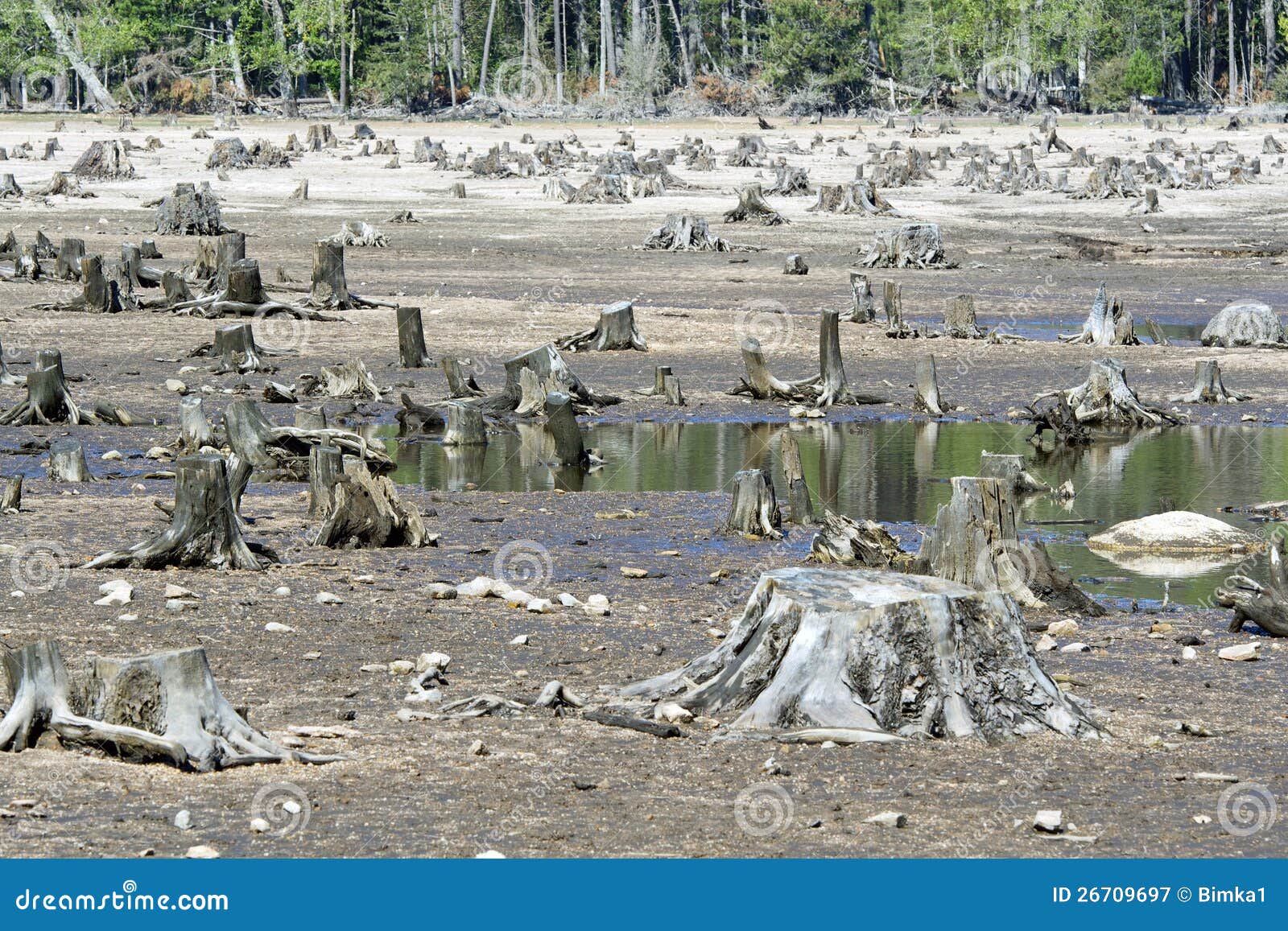 Destructed forest stock image. Image of scenics, outdoors - 26709697