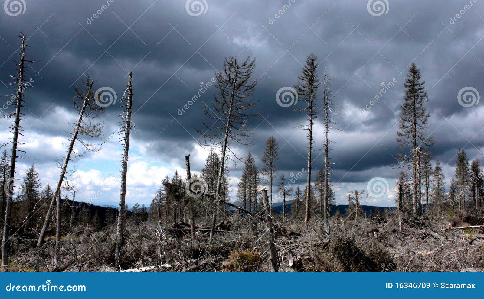 Destructed pine forest stock image. Image of black, nature - 16346709