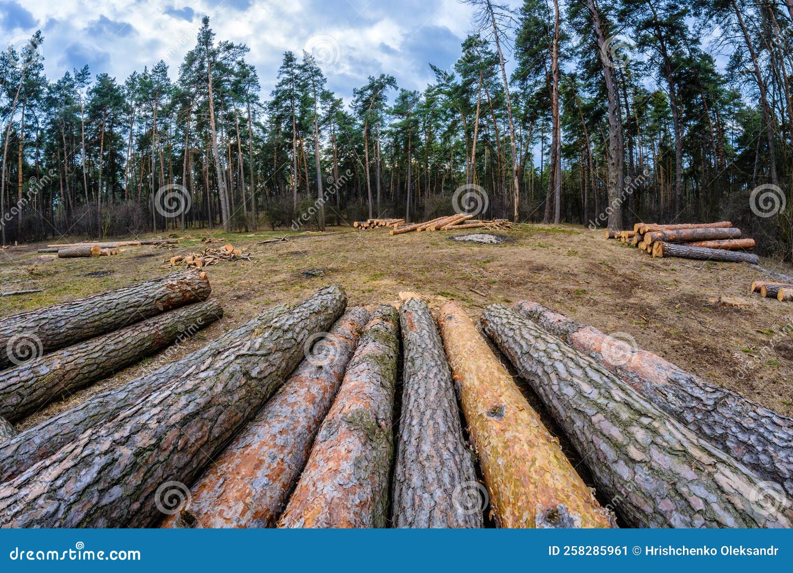 The Destruction of the Environment. Logging and Deforestation Stock ...