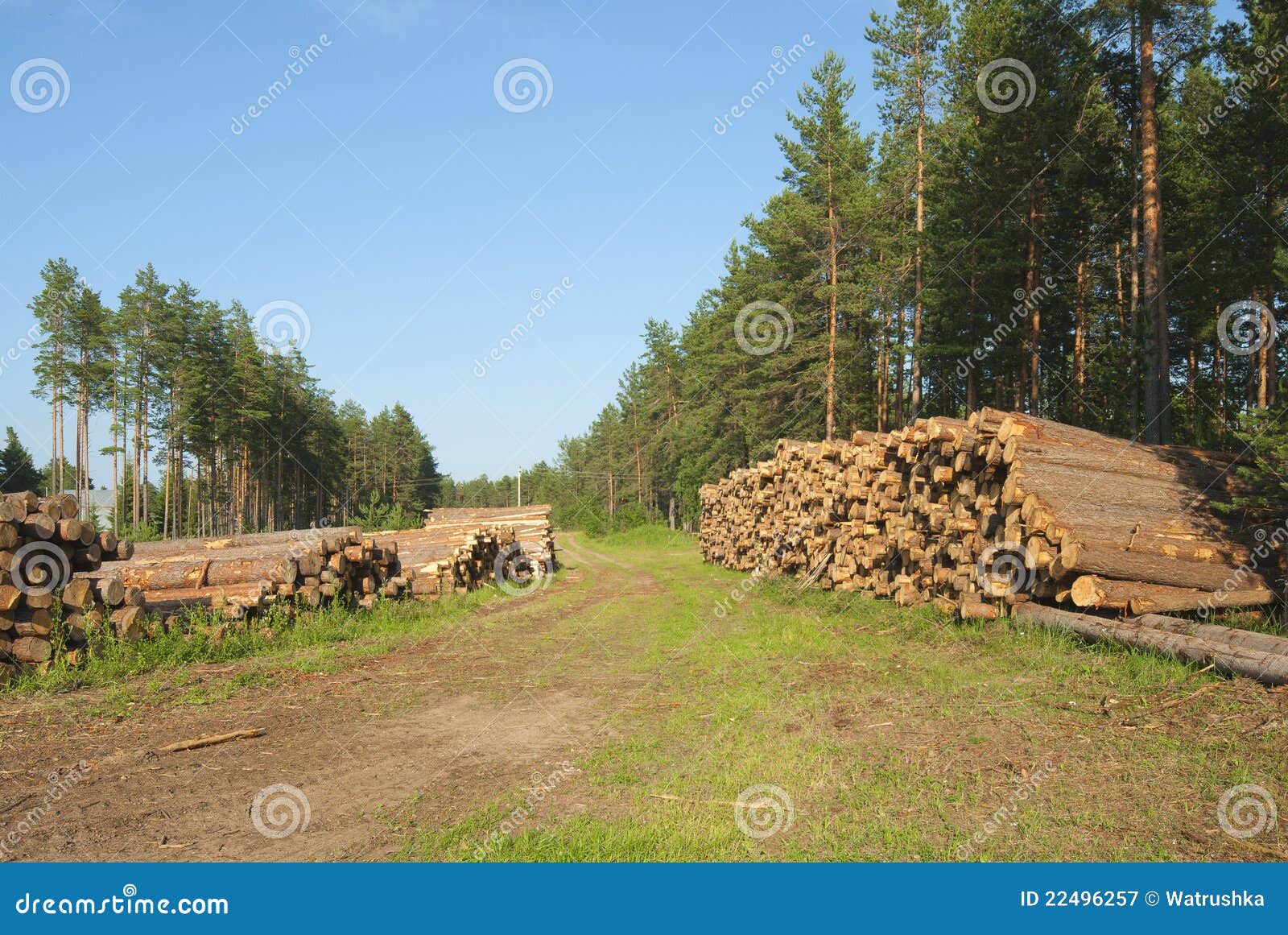 Destruction of forests stock image. Image of neat, fuel - 22496257