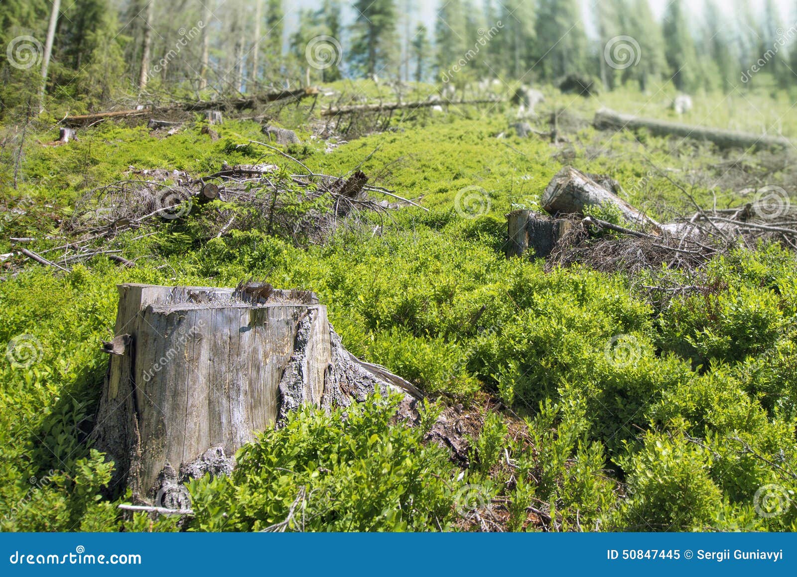 The destruction of forests stock image. Image of protect - 50847445