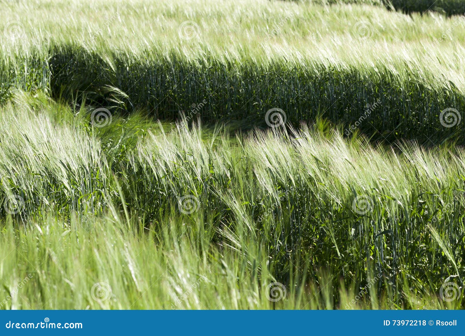 Destruction of Green Cereals Stock Photo - Image of field, destruction ...