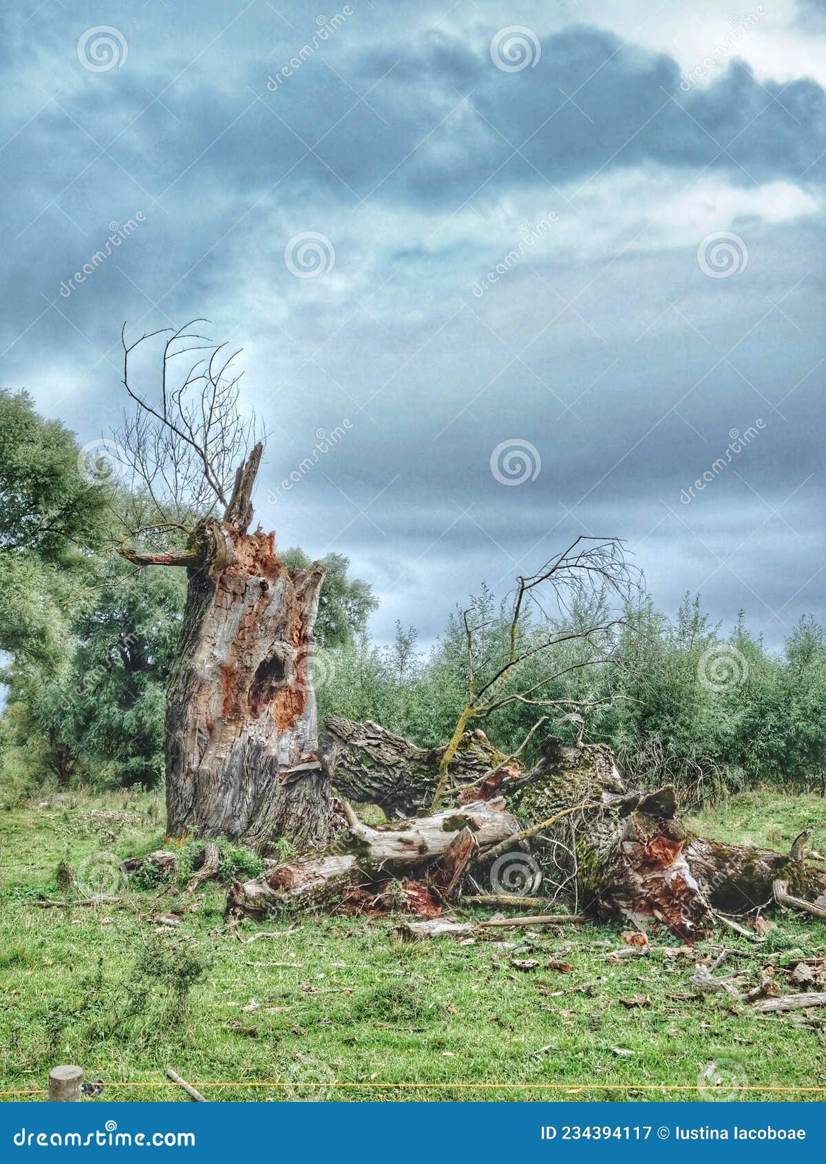 Destruction of Nature stock image. Image of wetland - 234394117