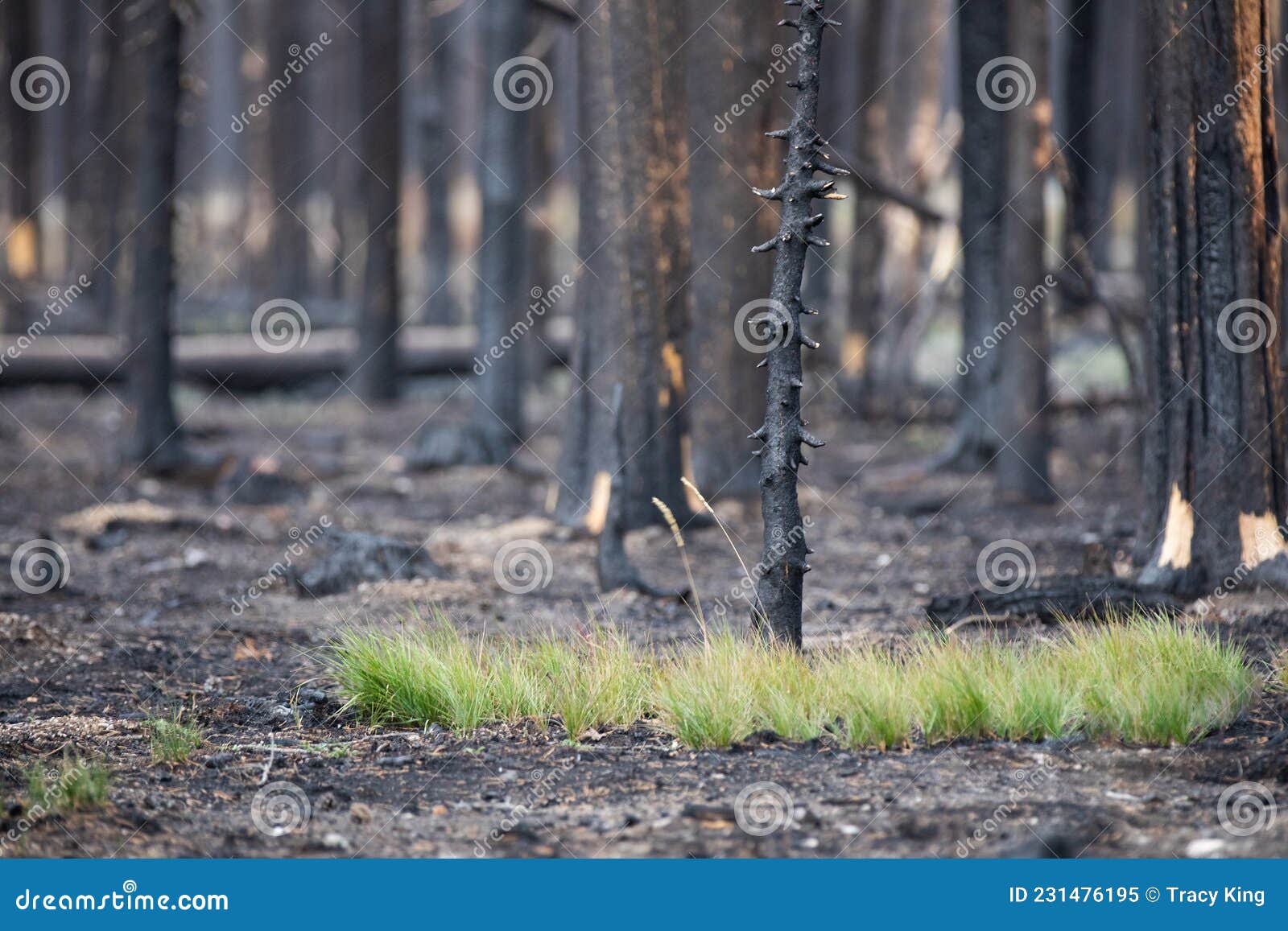 Destruction and Rebirth from a Recent Forest Fire Stock Image - Image ...