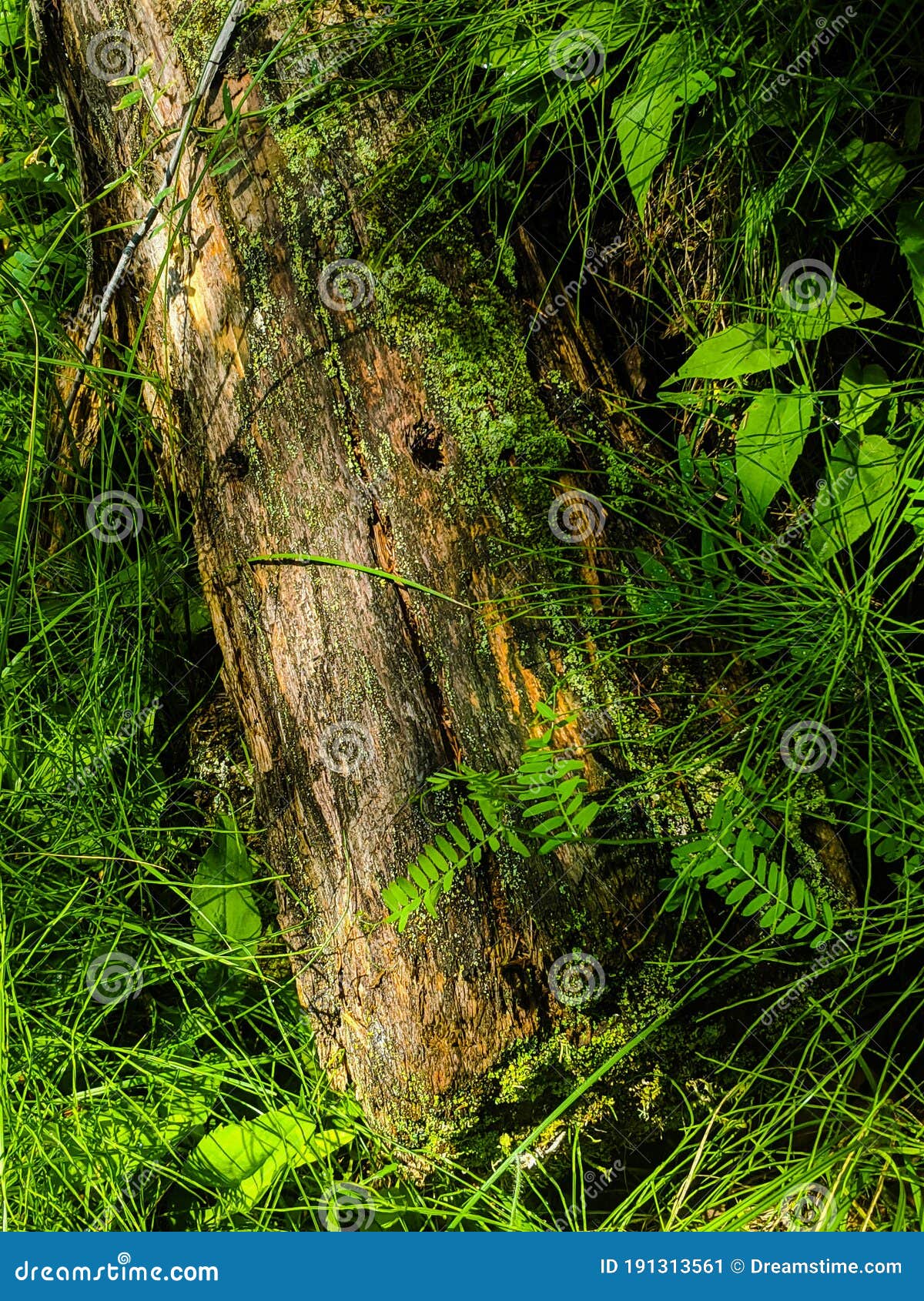 Destruction and Regrowth is Nature& X27;s Way Stock Image - Image of ...