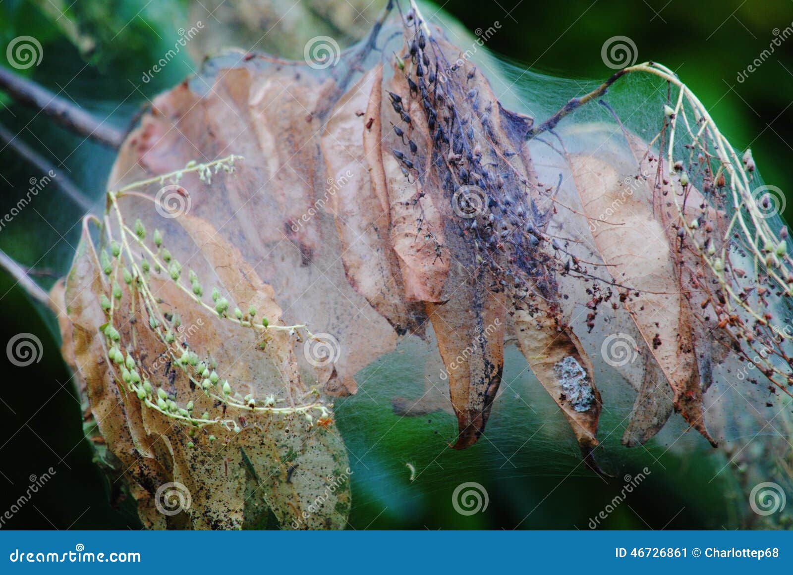 Destruction of Tree Branch by Web Worm Nest Stock Image - Image of ...