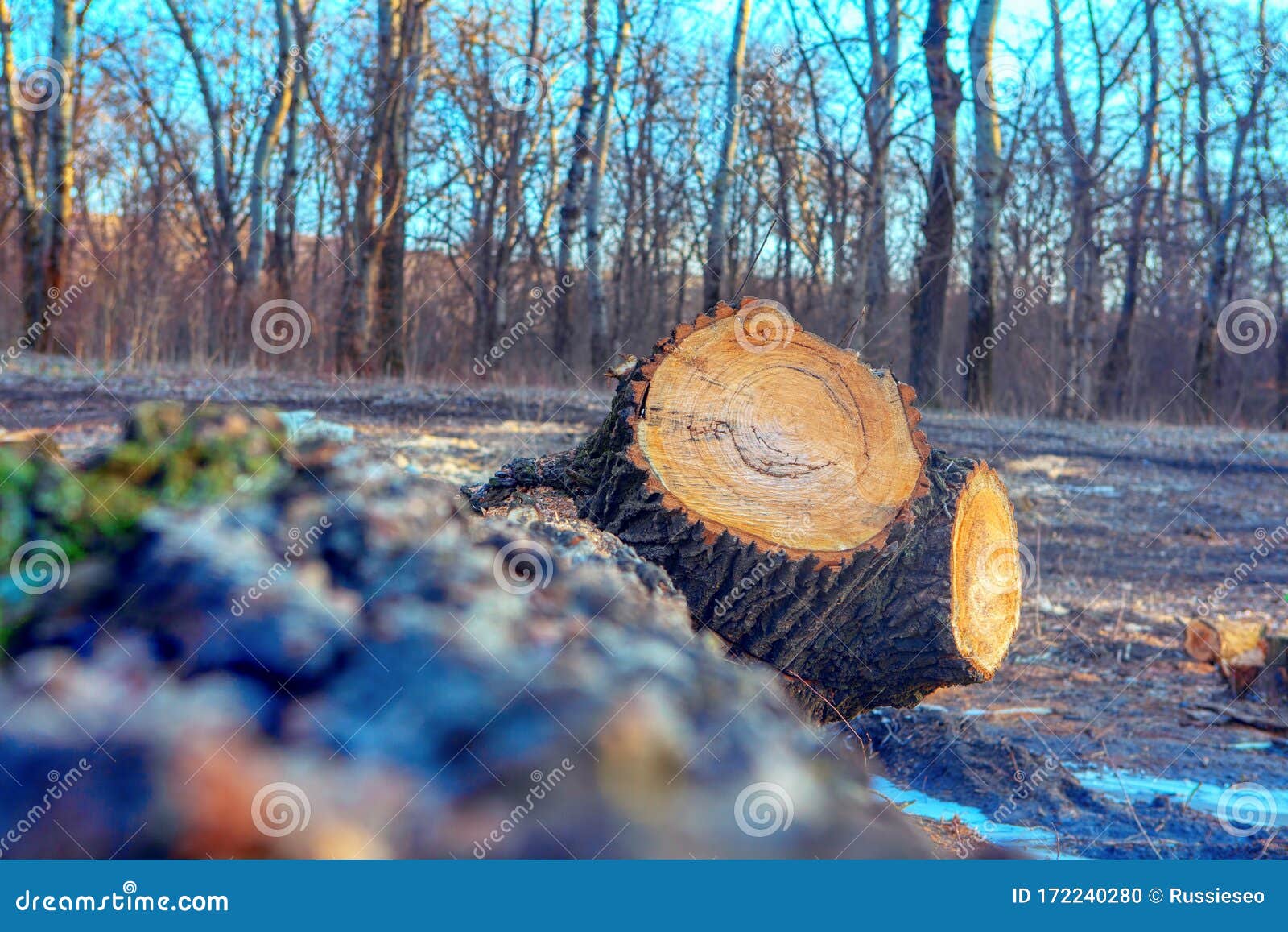 Destruction of trees stock photo. Image of plantation - 172240280