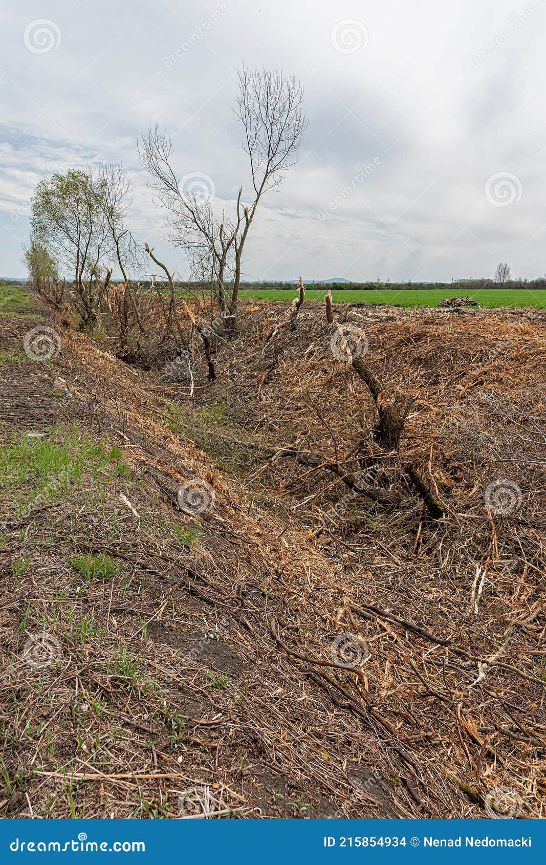 Destruction of Trees by Man Stock Photo - Image of color, crime: 215854934