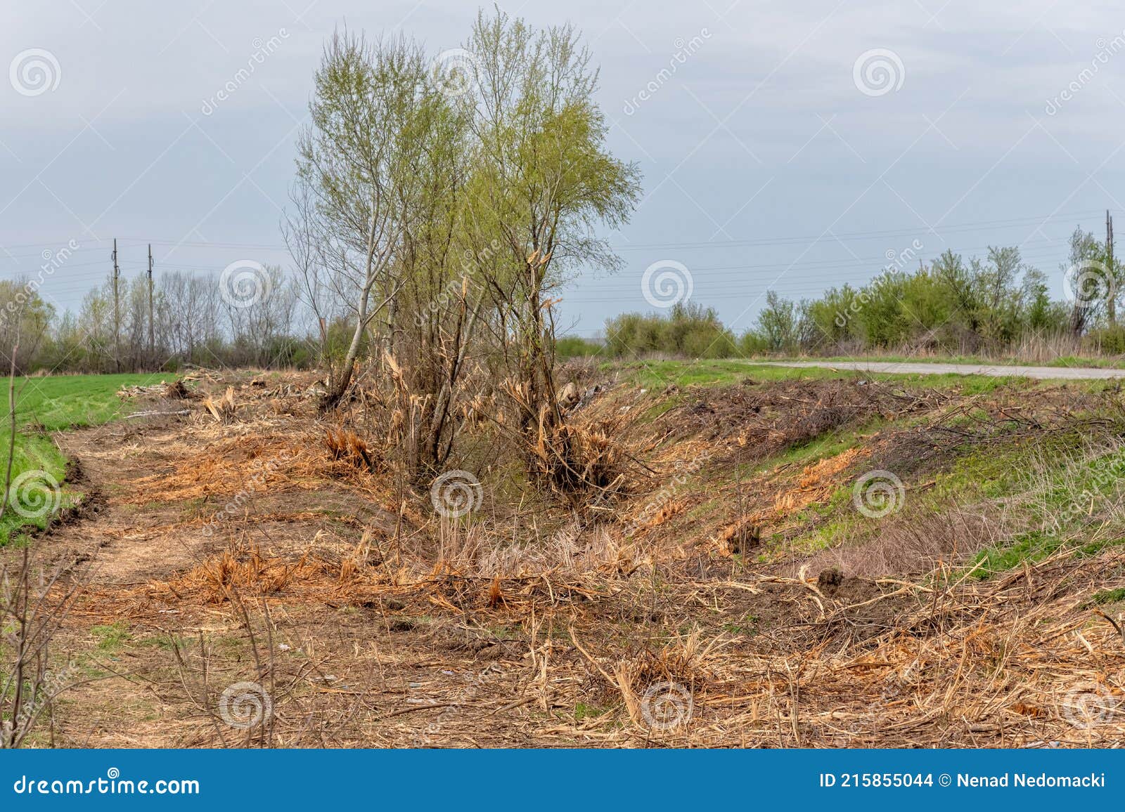 Destruction of Trees by Man Stock Photo - Image of broken, cracked ...