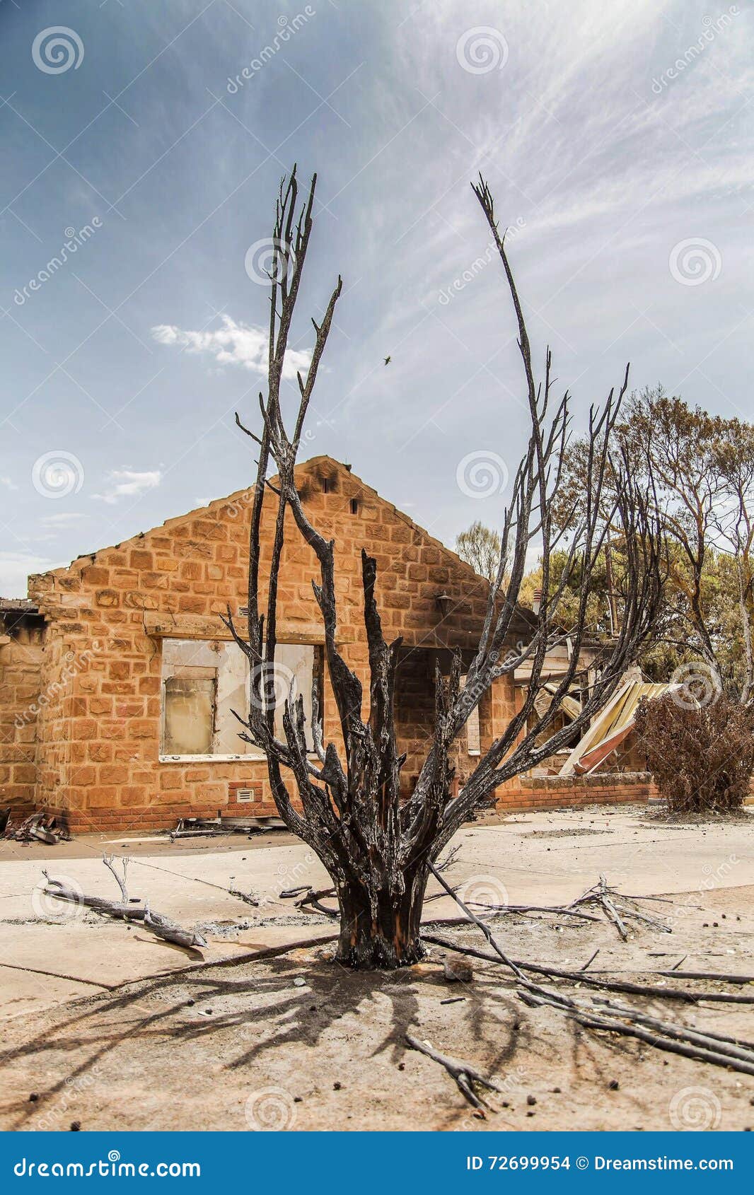 Destructive nature stock photo. Image of tree, nature - 72699954