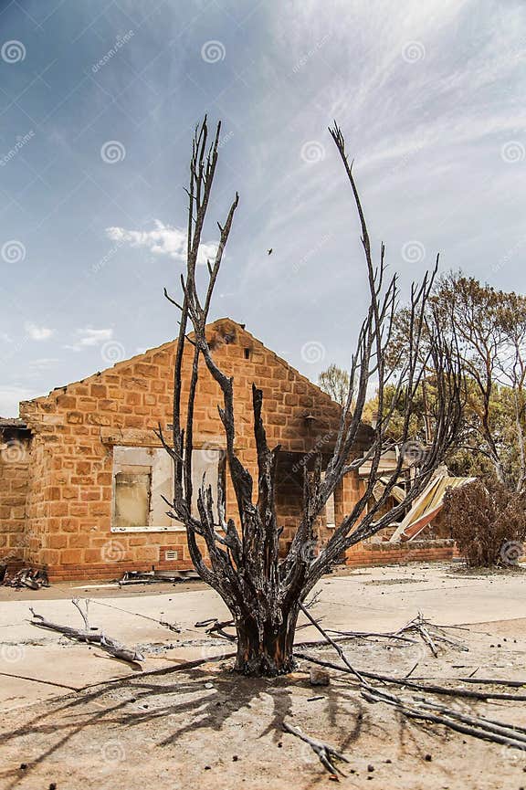 Destructive nature stock photo. Image of tree, nature - 72699954