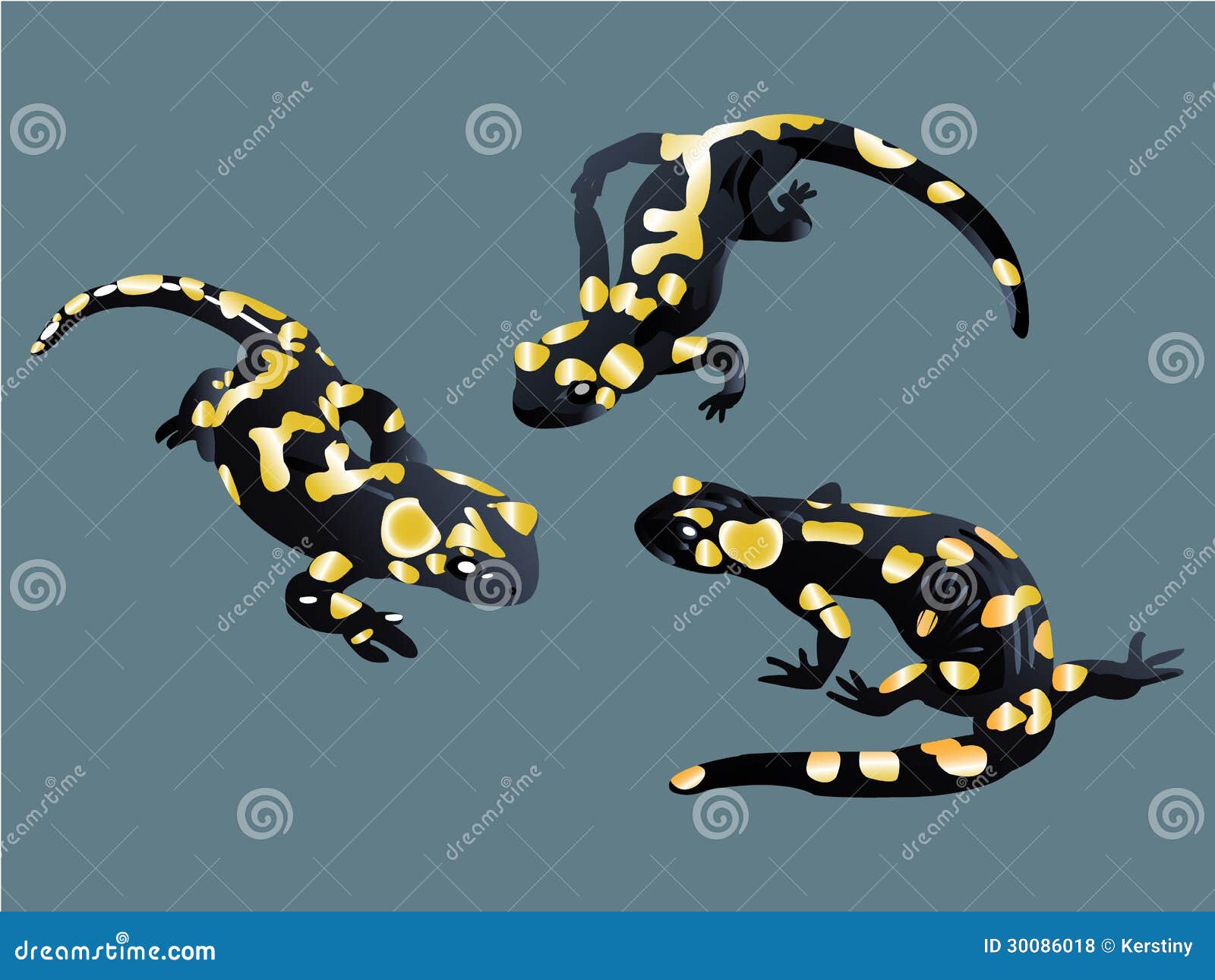 Salamanders Stock Illustrationer, Vektorer, & Clipart – (71 Stock ...