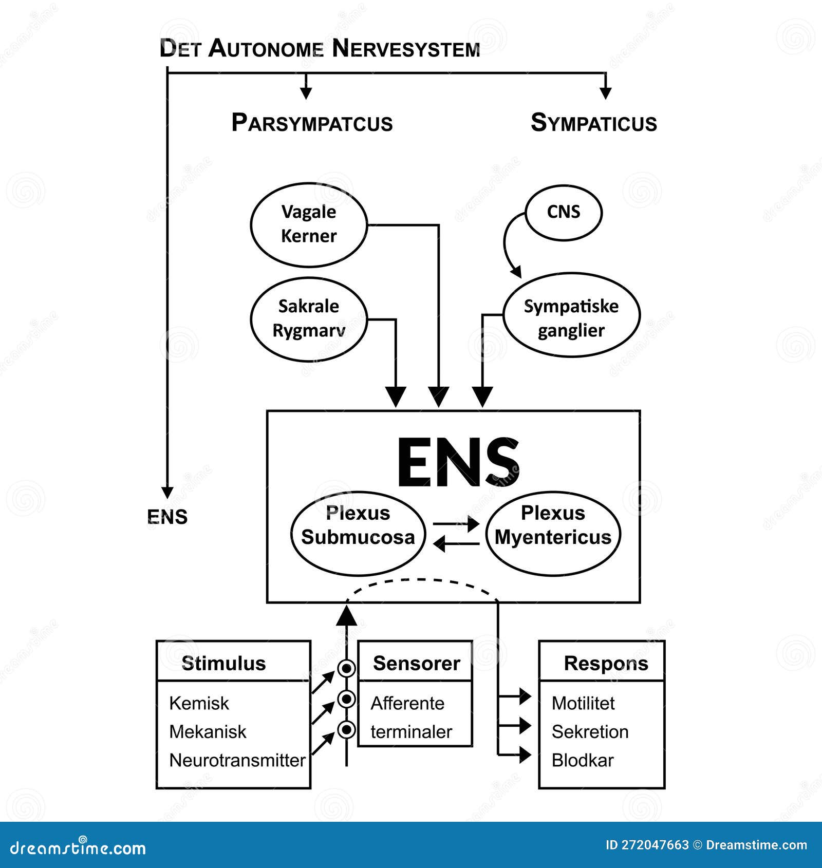 Det Autonome Nervesystem Explained Chart Vector Illustration Stock ...