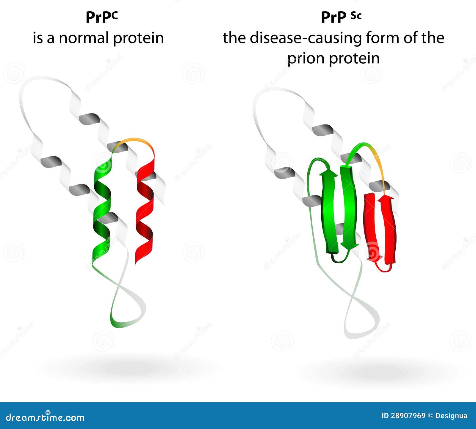 Det Normalaprotein- Och Prionsjukdomar. Vektorintrig Vektor ...