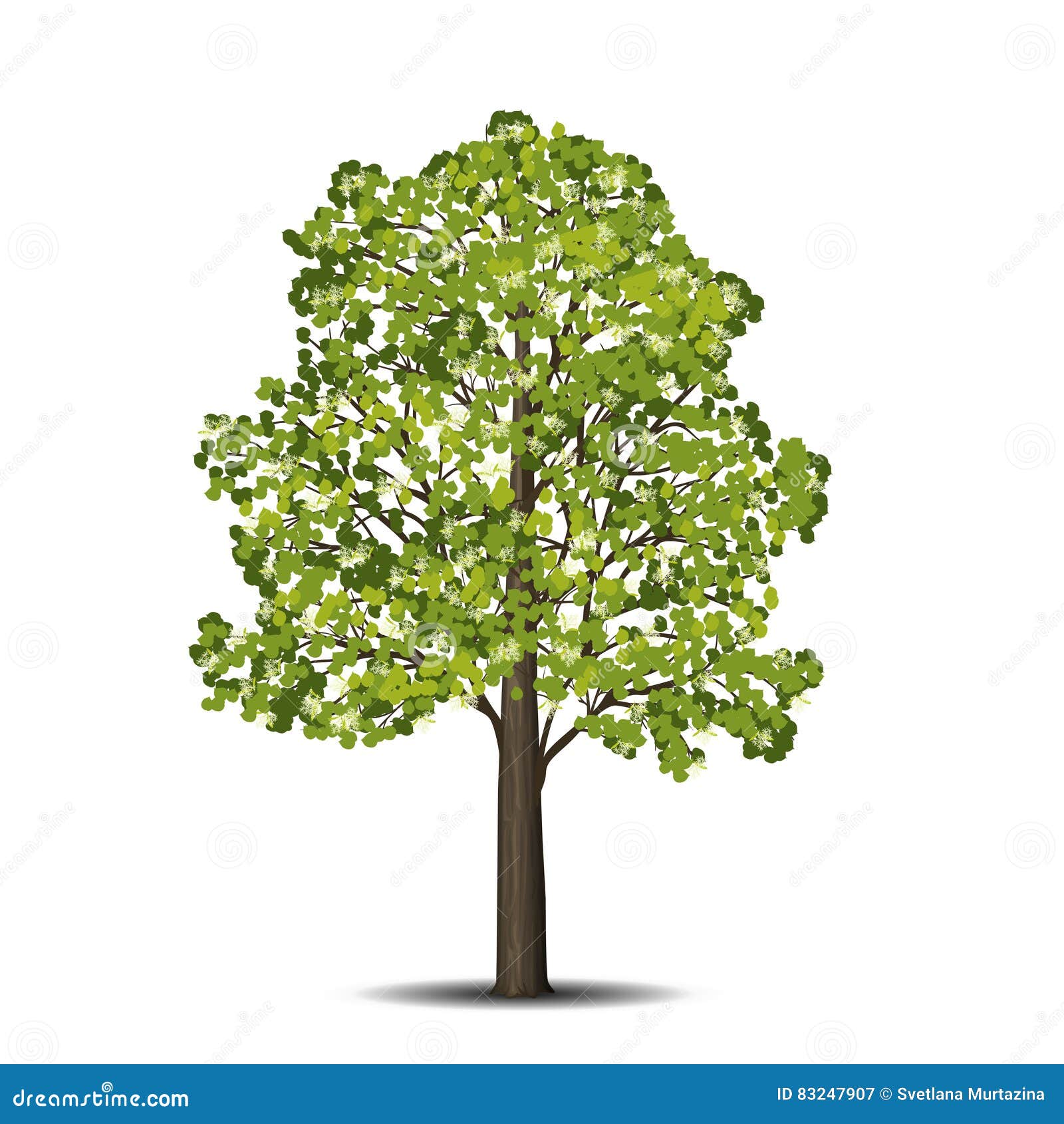 Linden Tree Drawing