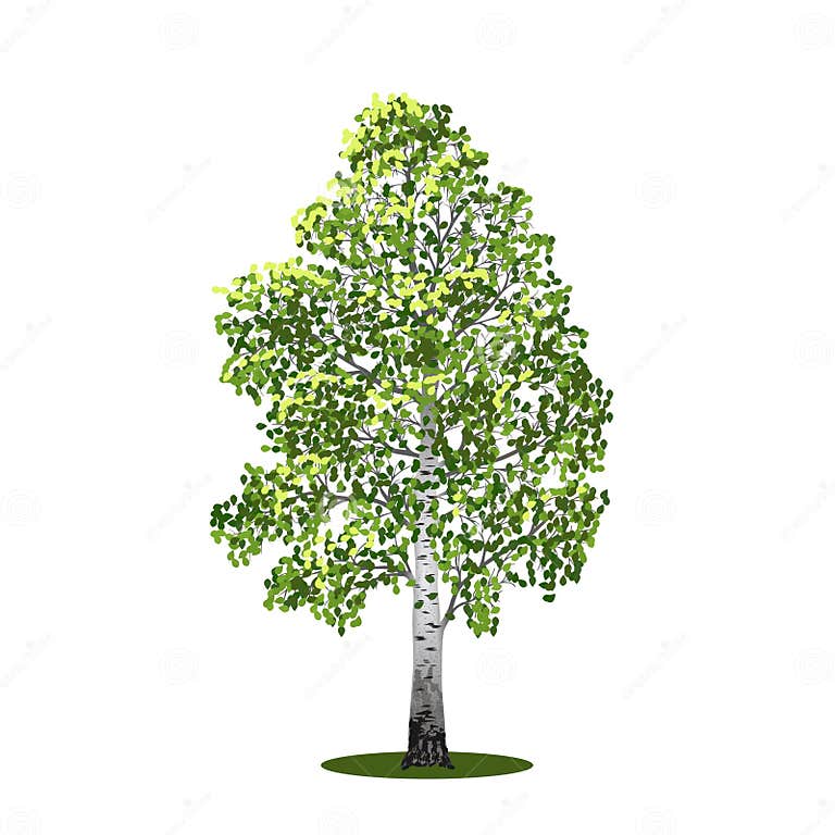 Detached Tree Birch with Leaves, Vector Illustrati Stock Vector ...