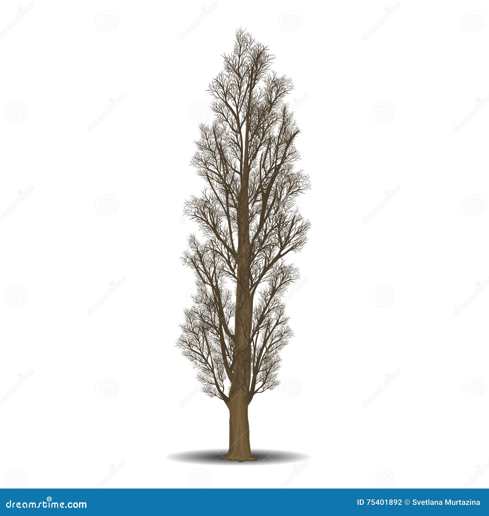 Detached Tree Poplar without Leaves Stock Vector - Illustration of tree ...