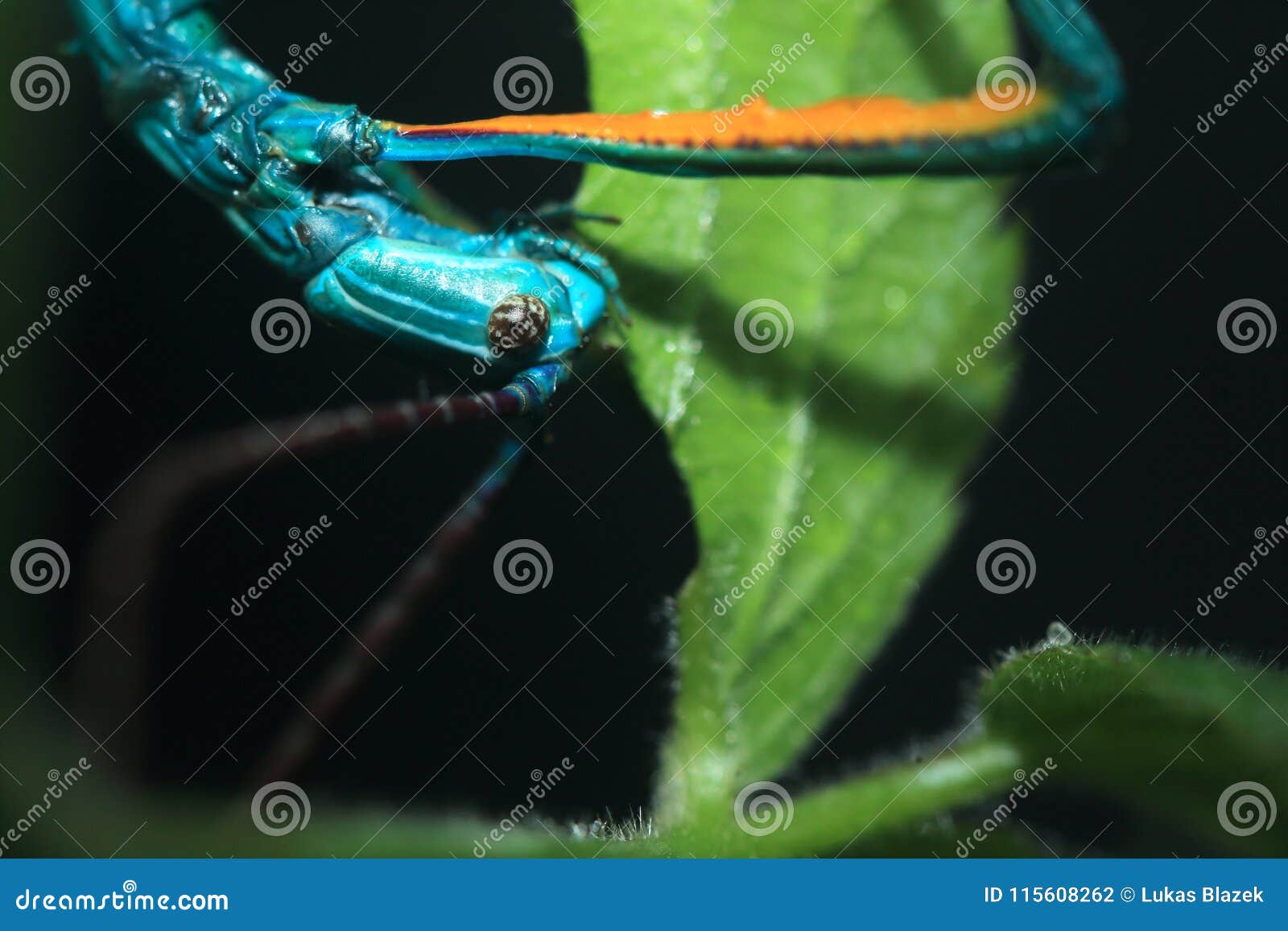 Achrioptera fallax stock photo. Image of blue, madagascar - 115608262