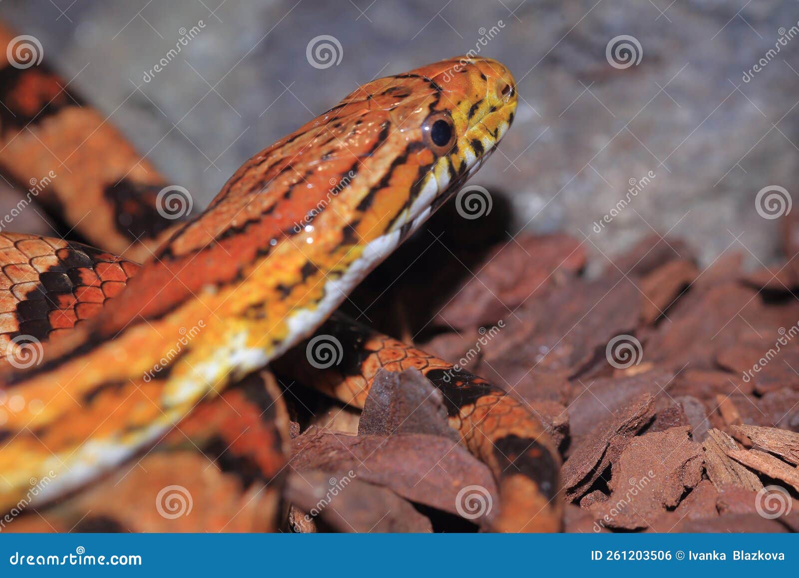 Corn snake detail stock photo. Image of snake, corn - 261203506