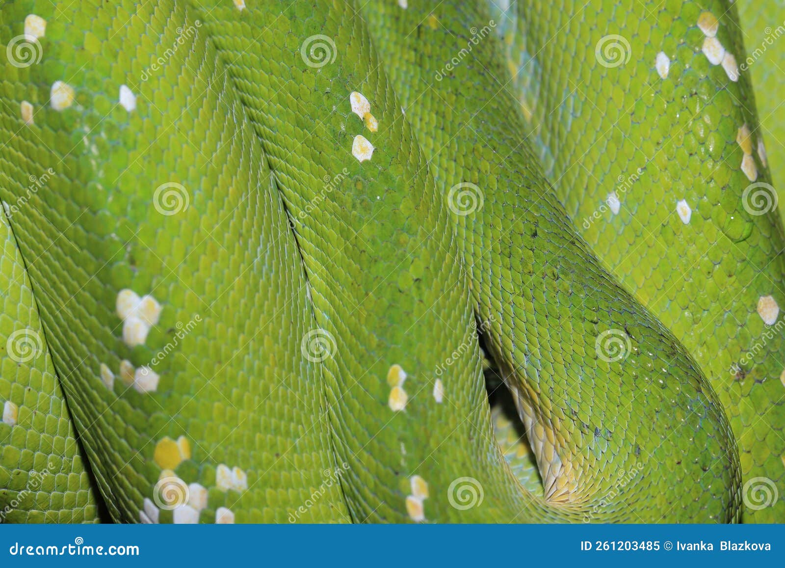 Green Tree Python Skin Detail Stock Image - Image of green, detail ...