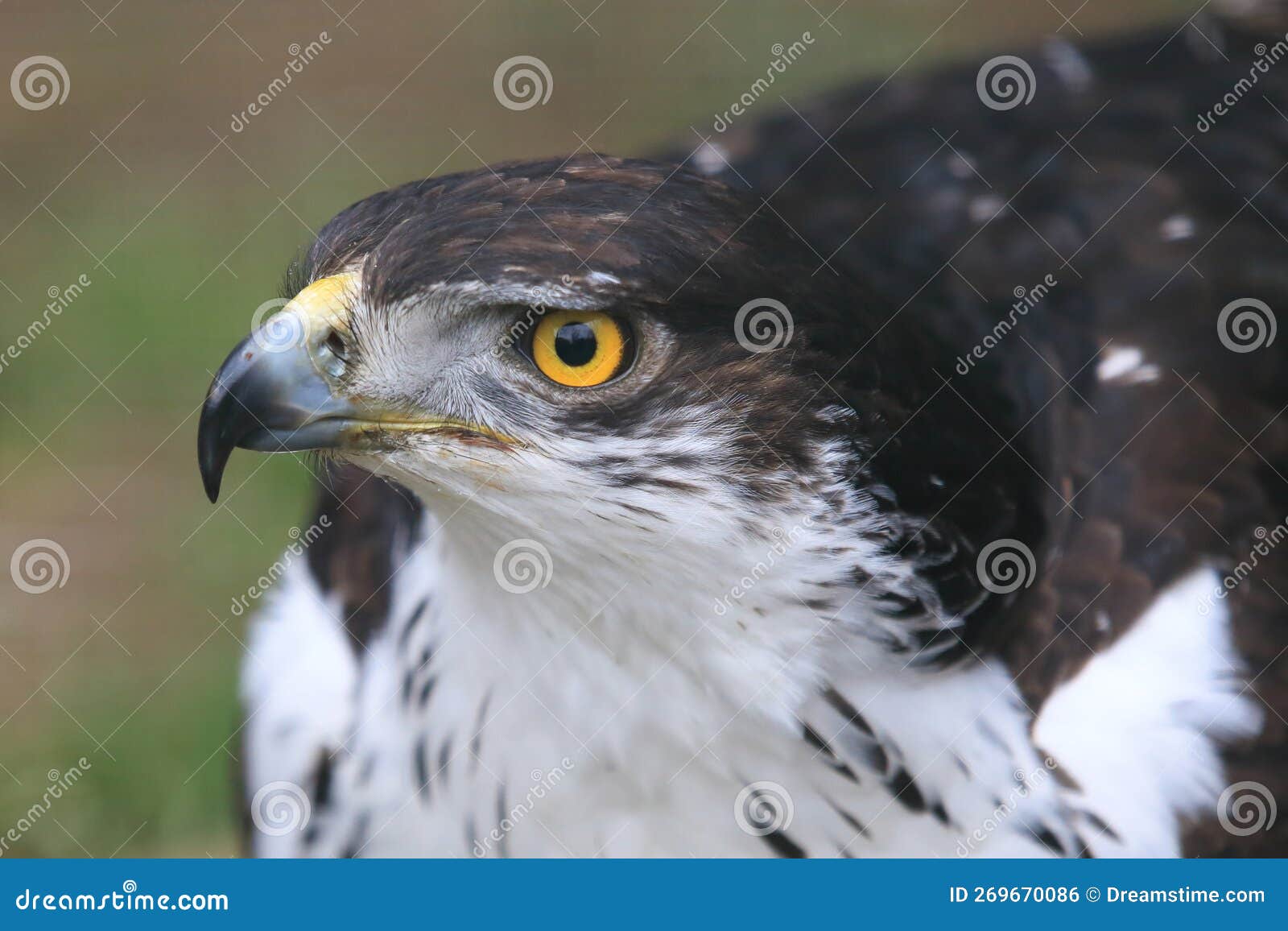 African hawk-eagle stock photo. Image of parental, wildlife - 269670086