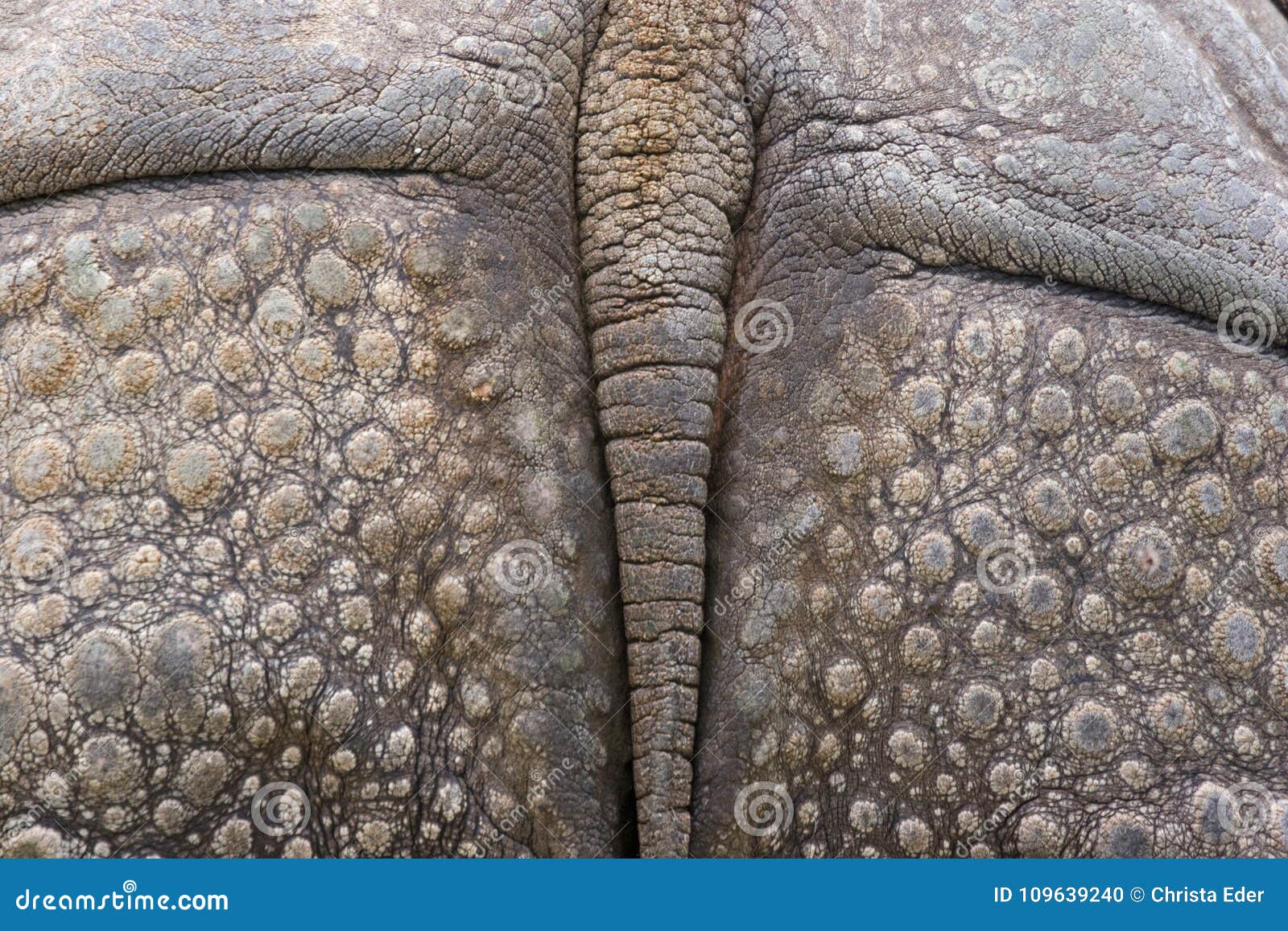 Detail of a African Rhinoceros Stock Photo - Image of strength, rear ...