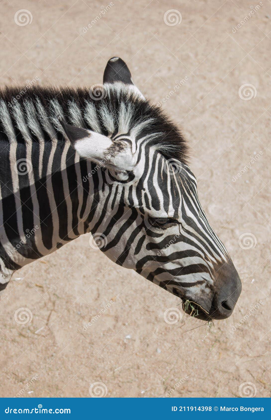 Detail of an African Zebra Far from the Herd Stock Photo - Image of ...
