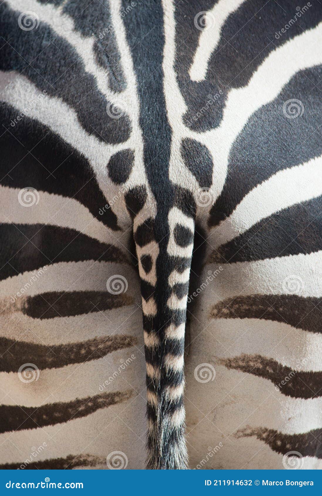 Detail of an African Zebra Far from the Herd Stock Photo - Image of ...