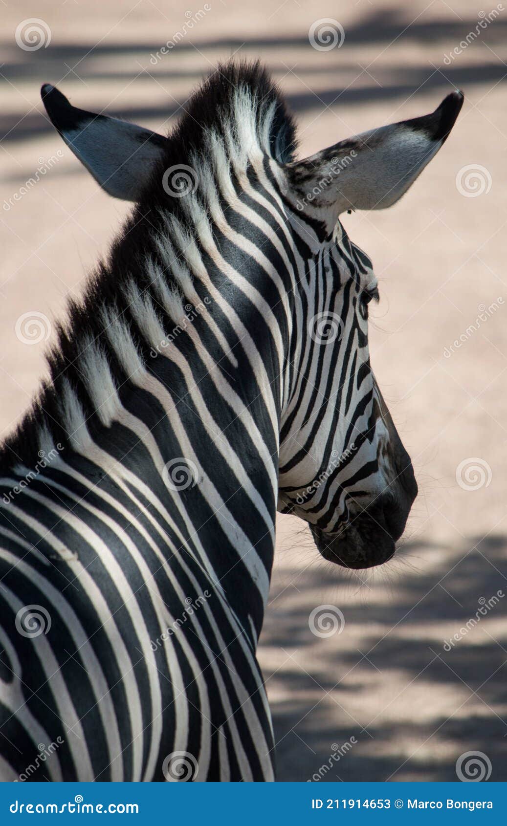 Detail of an African Zebra Far from the Herd Stock Image - Image of ...
