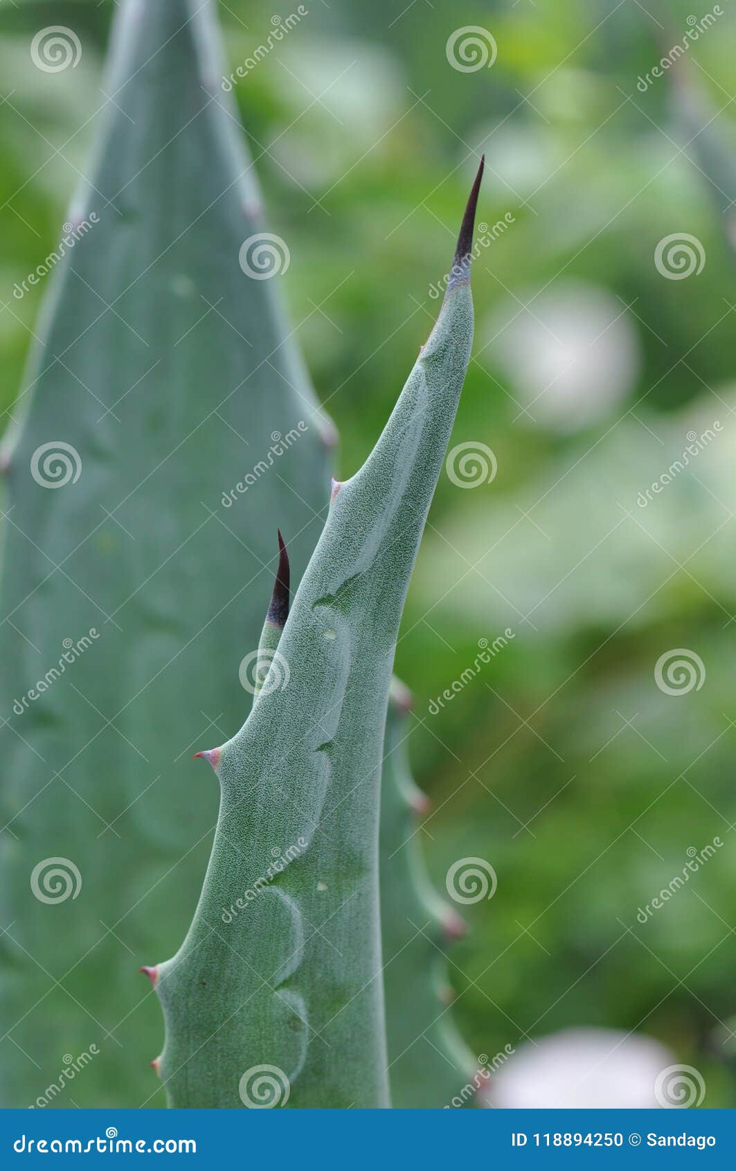 Agava leaf stock photo. Image of botanical, tropical - 118894250