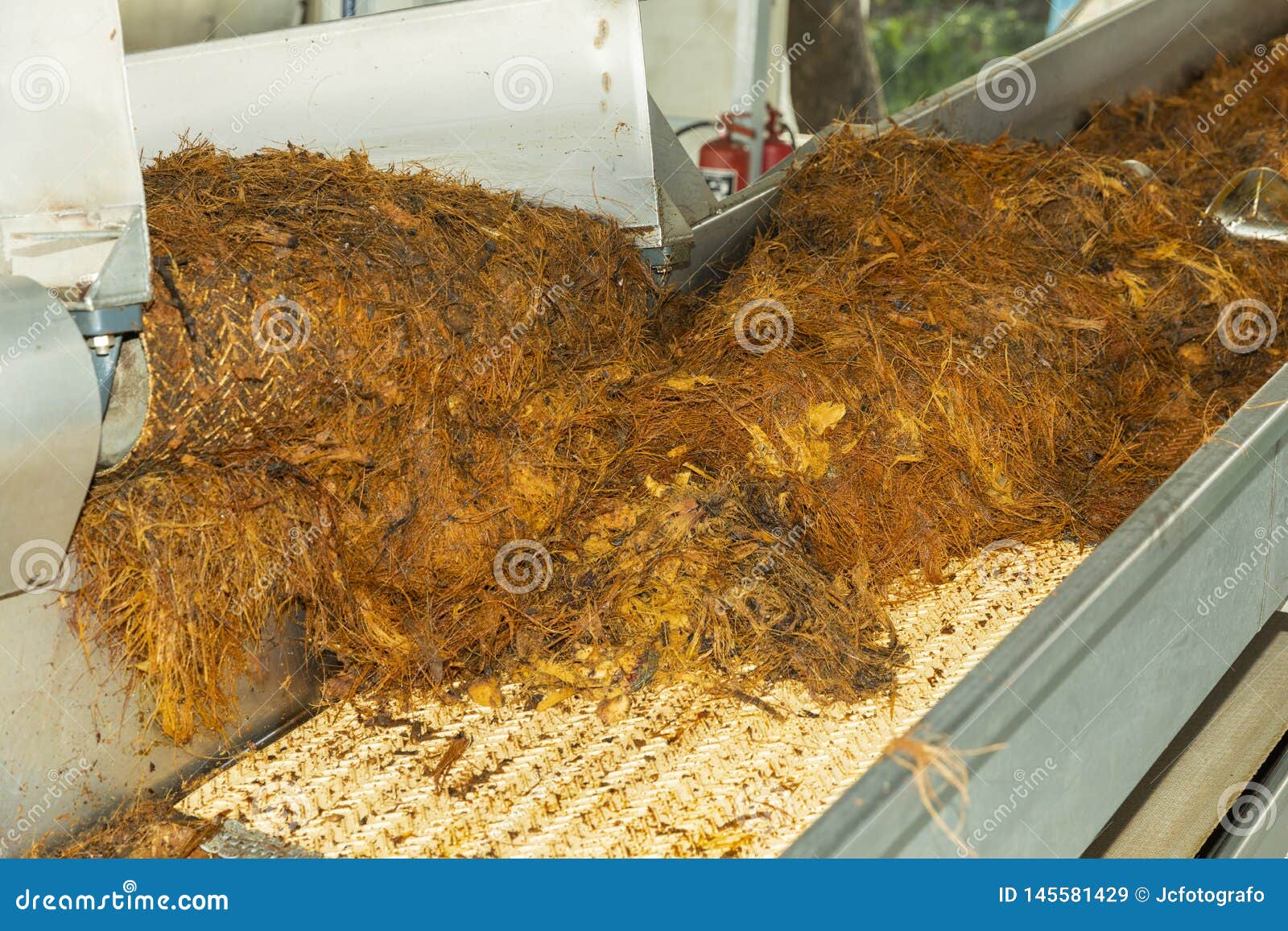 Detail of the agave stock image. Image of jalisco, cultivation - 145581429