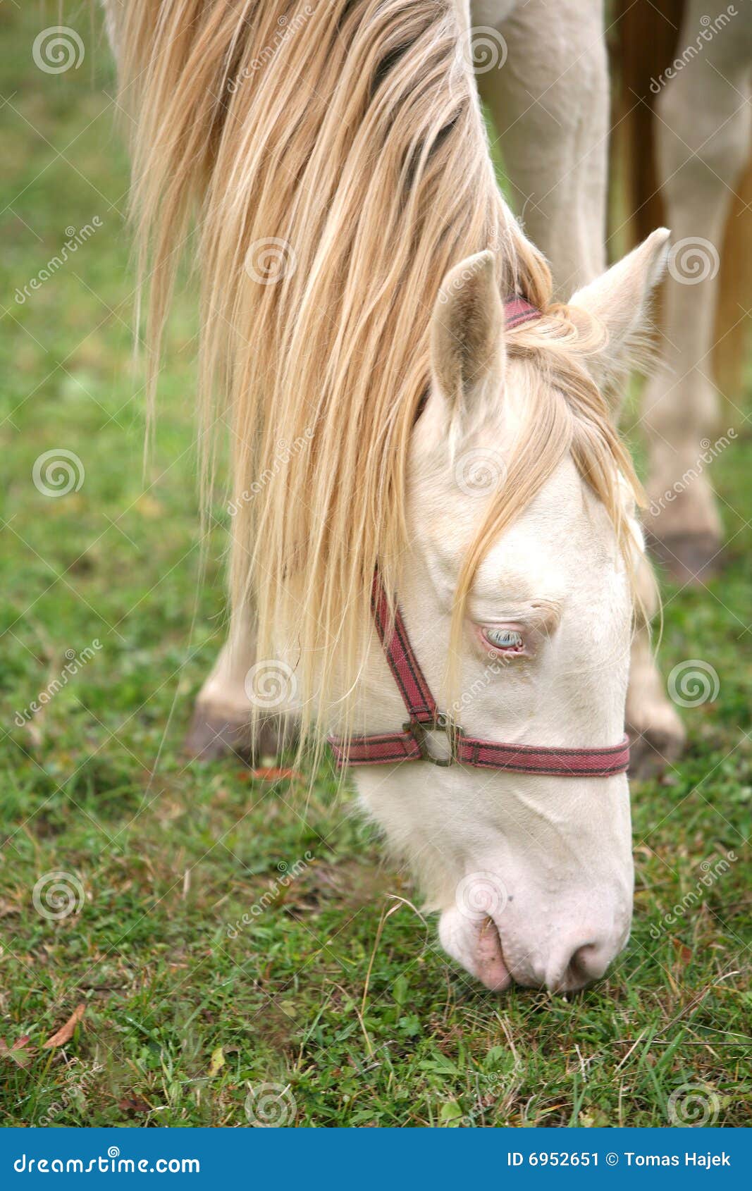 Detail of albino horse stock image. Image of summer, stable - 6952651