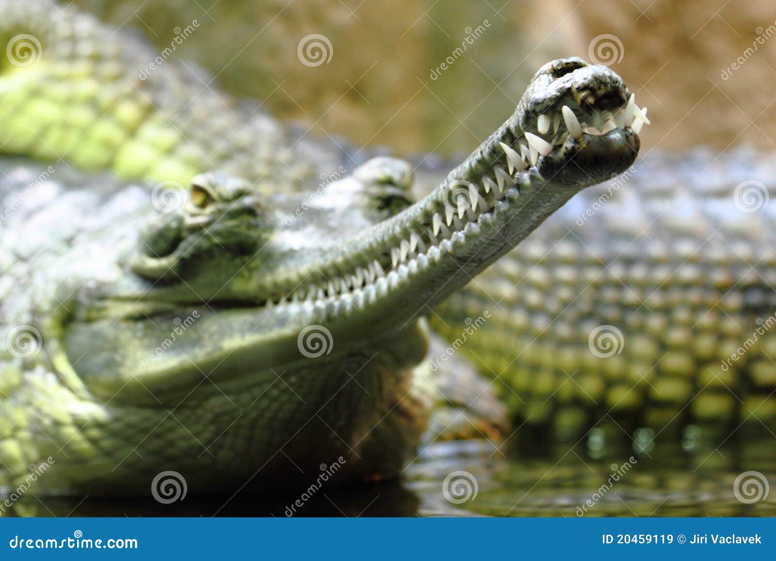 Detail of alligator head stock image. Image of nature - 20459119