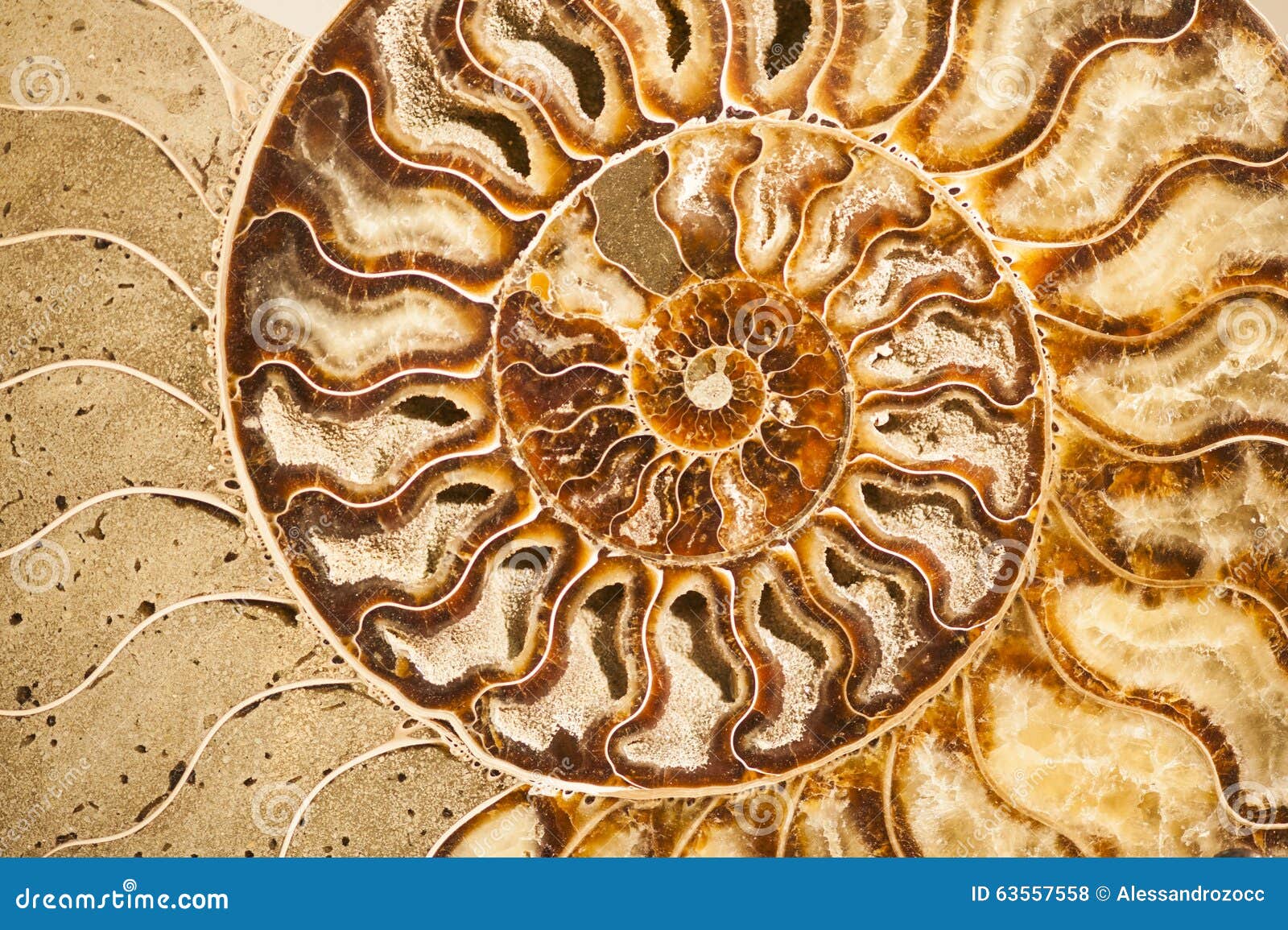 Detail of Ammonite Fossil Shell Stock Photo - Image of extinct, pattern ...