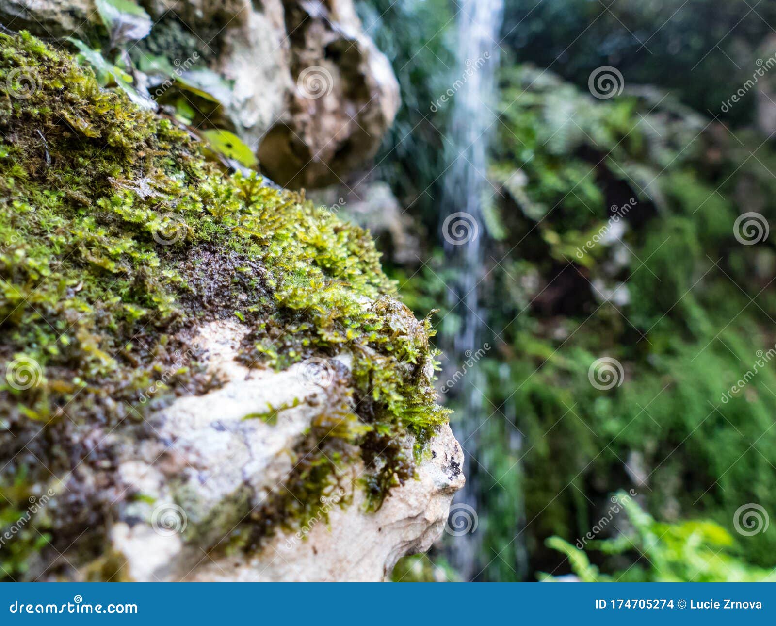 Detail of Amoss by the Waterfall Stock Photo - Image of blurred, forest ...