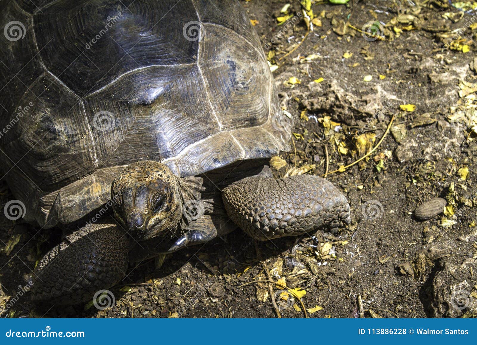 Ancient tortoise shell stock photo. Image of rock, heavy - 113886228