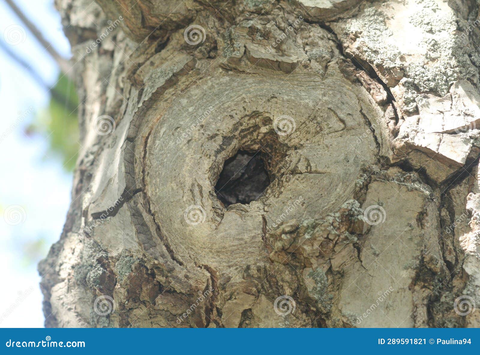 Detail from Ancient Walnut Tree with Hole Stock Image - Image of ...