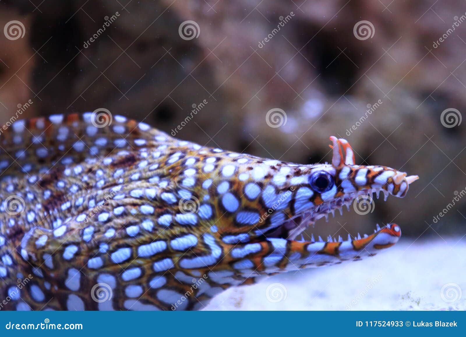 A Dragon Moray Eel Hides In A Cave At The Bottom Of The Ocean Close-up ...
