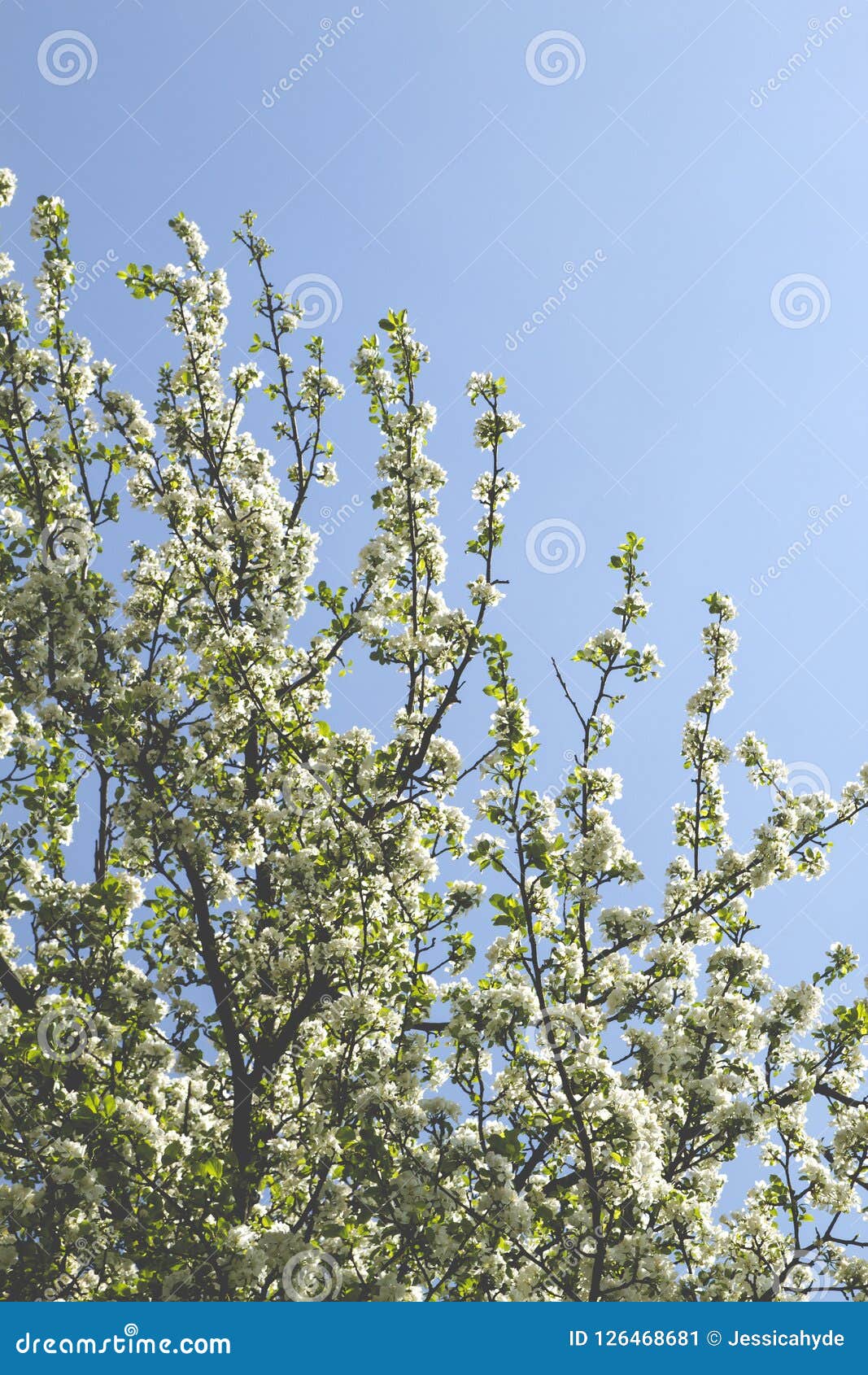 Detail of Apple Tree Apple Tree Flowering in Springtime Stock Image ...