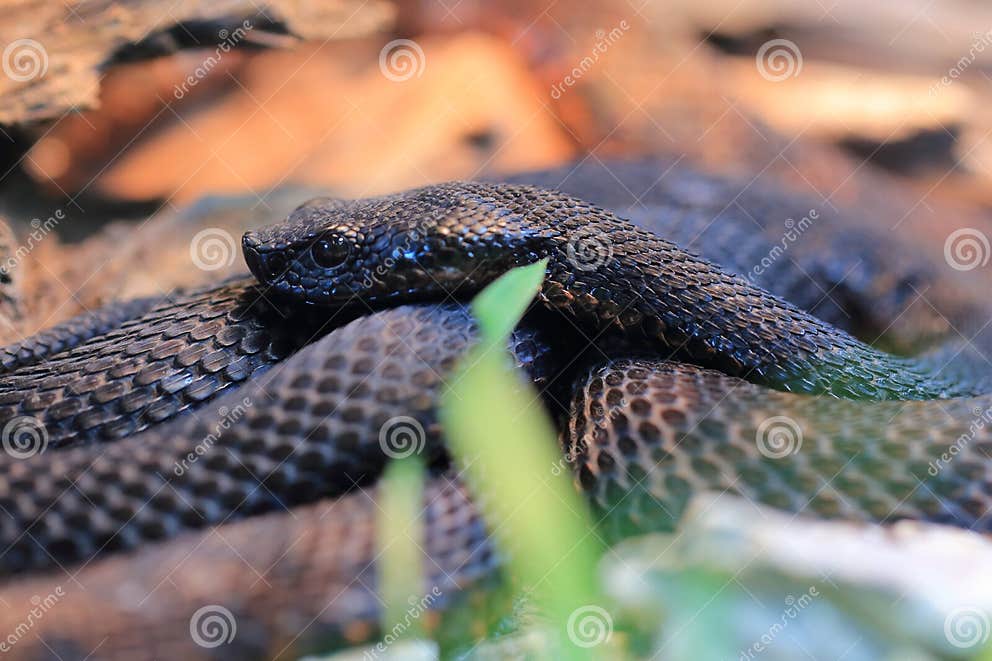 Asp viper stock photo. Image of green, amphibian, snake - 333975982