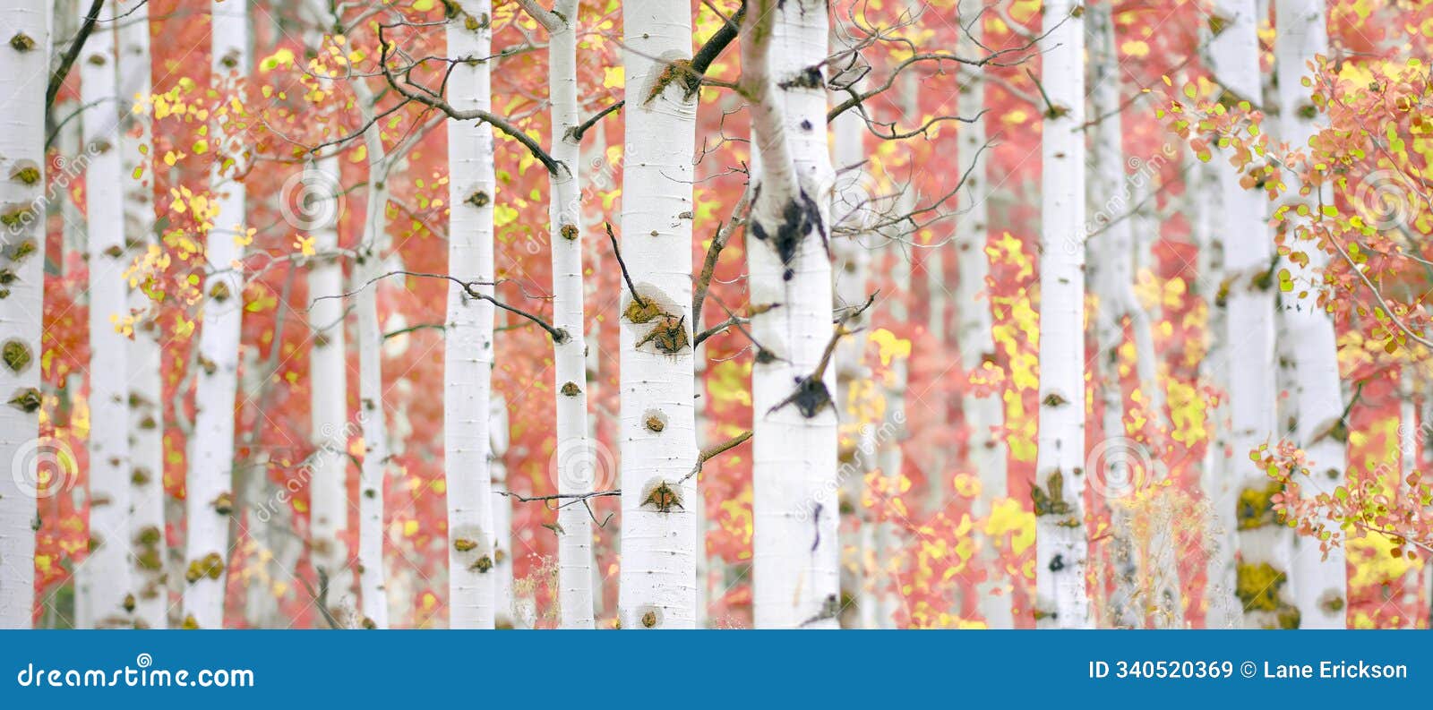 Aspen Tree in Fall Autumn Selective Focus Blurred Background Stock ...