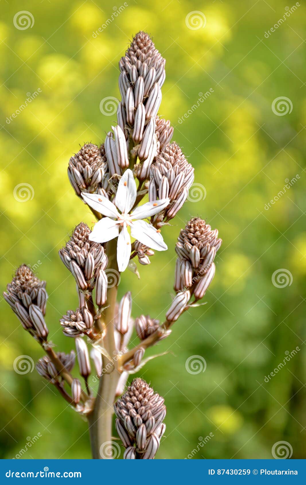 Detail of a Asphodel Flower Stock Image - Image of branched, cyprus ...