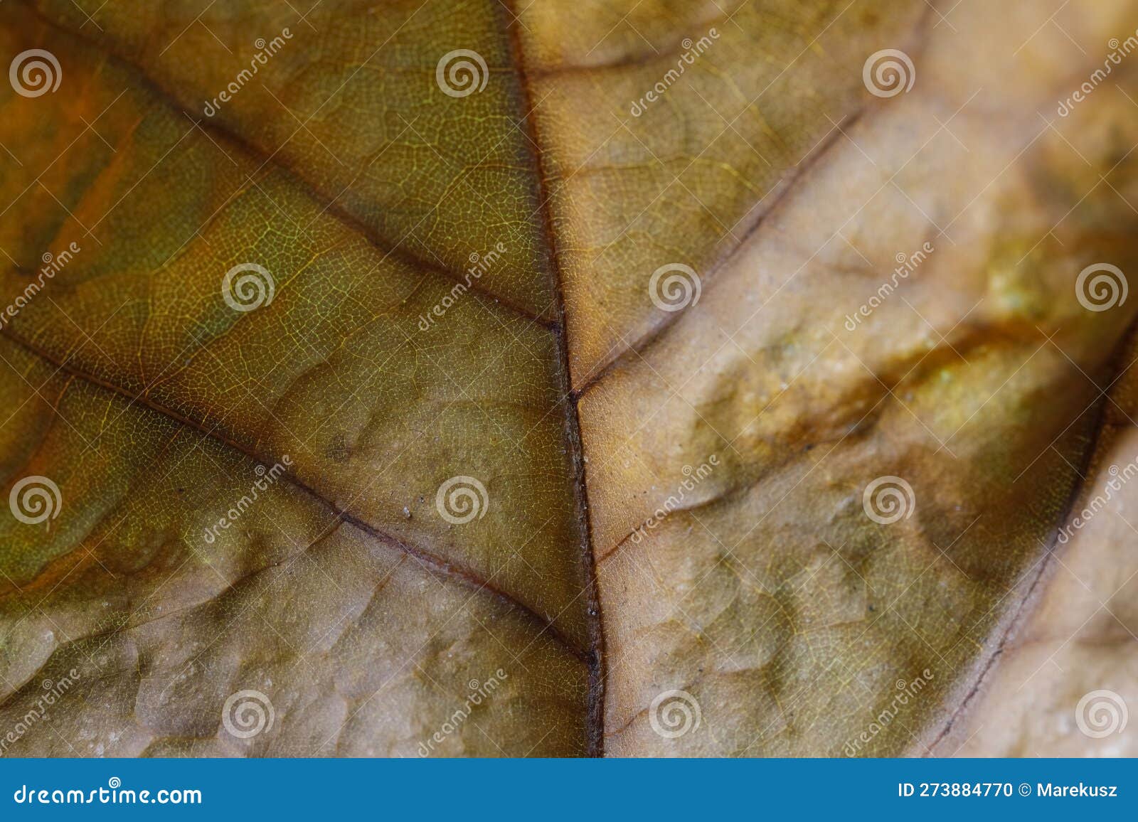 Detail of an Autumn Drying Maple Leaf Stock Photo - Image of deciduous ...